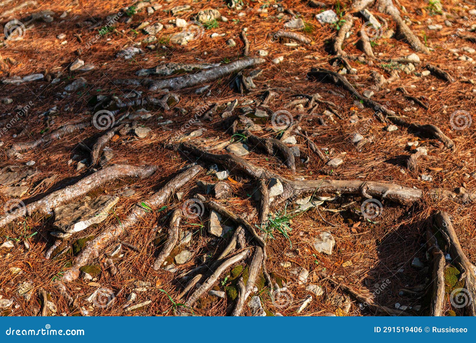 Tree Roots on the Ground in the Forest Stock Photo - Image of growing ...