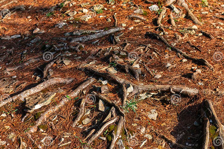 Tree Roots on the Ground in the Forest Stock Photo - Image of growing ...