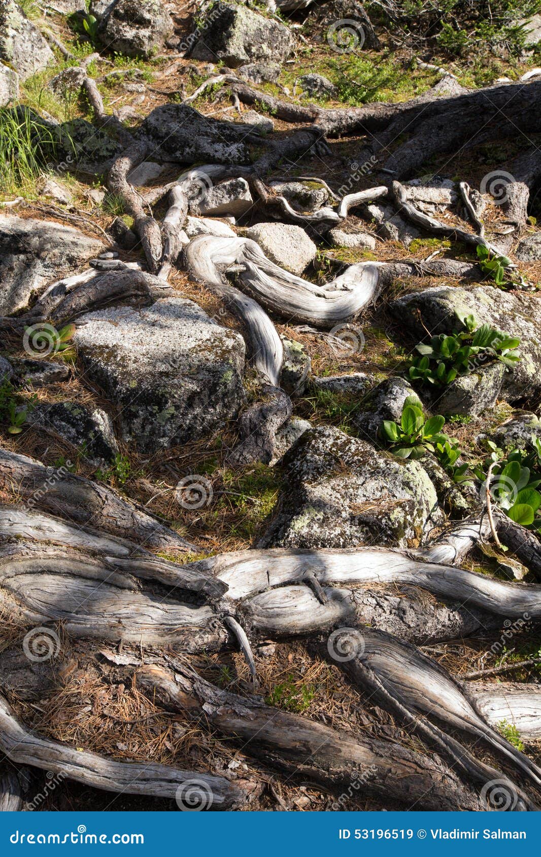 Tree Roots on the Ground in Mountain Forest Stock Image - Image of ...