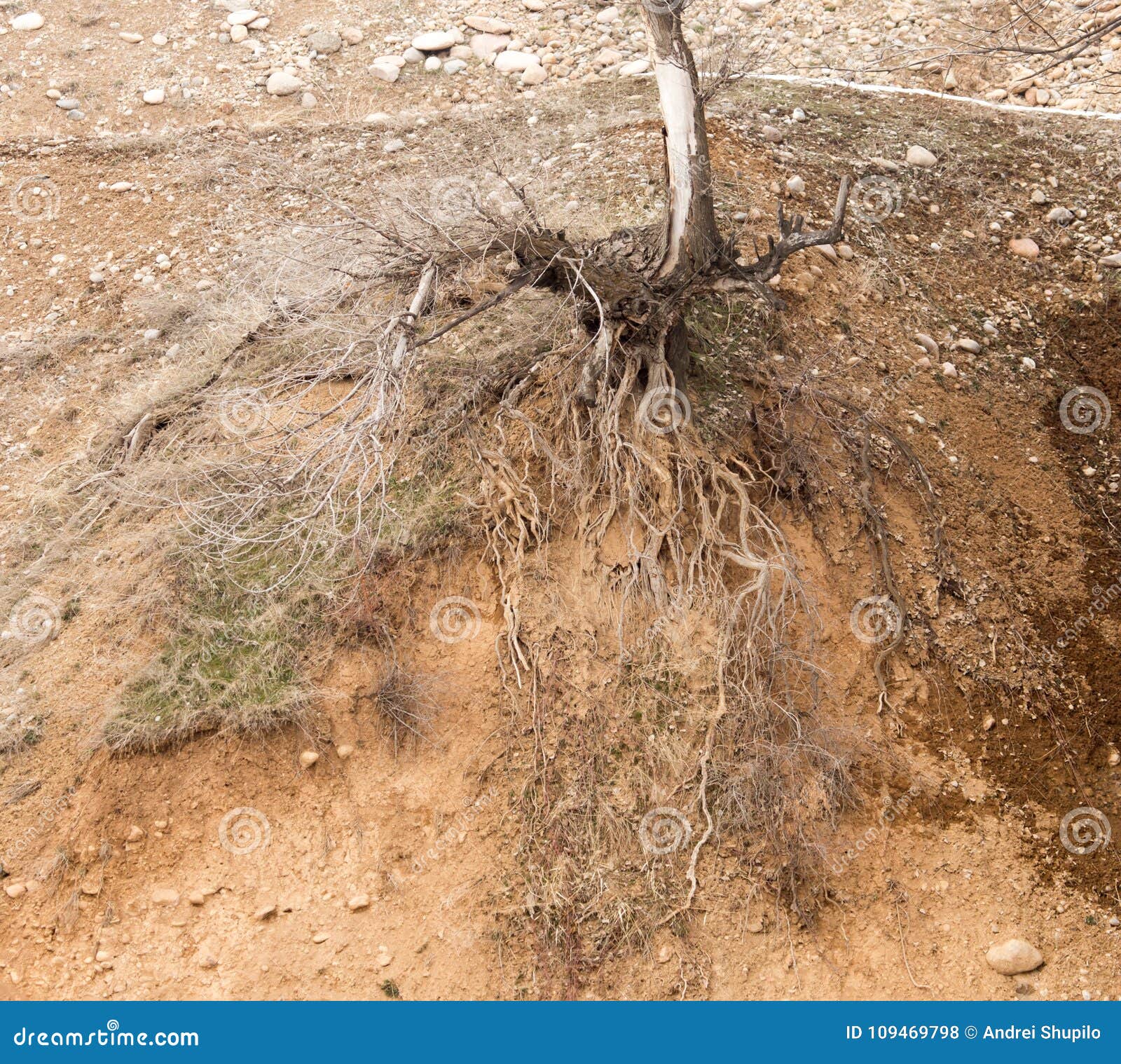 Tree roots in the ground stock photo. Image of denmark - 109469798