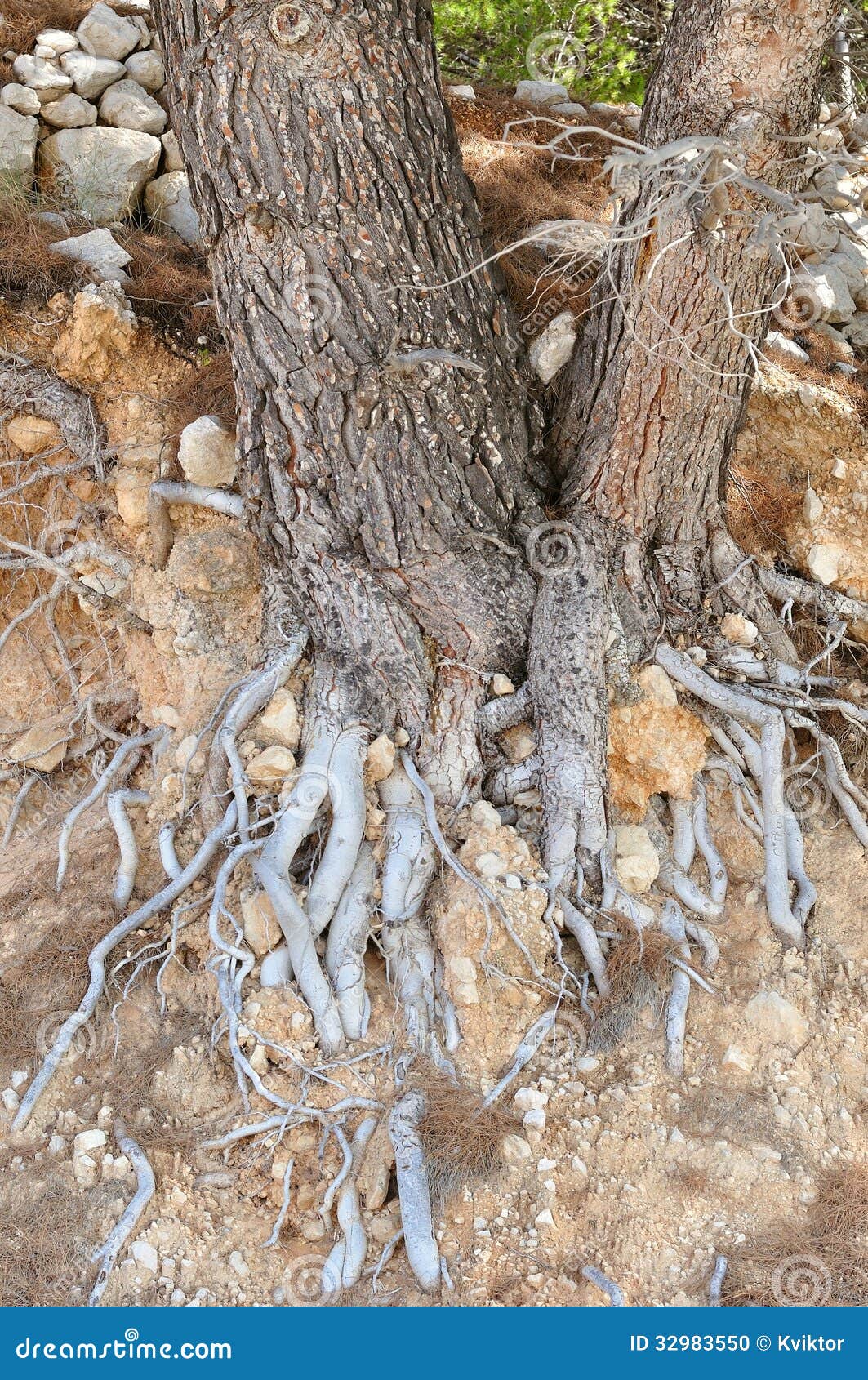 Tree roots on the ground stock photo. Image of forest - 32983550