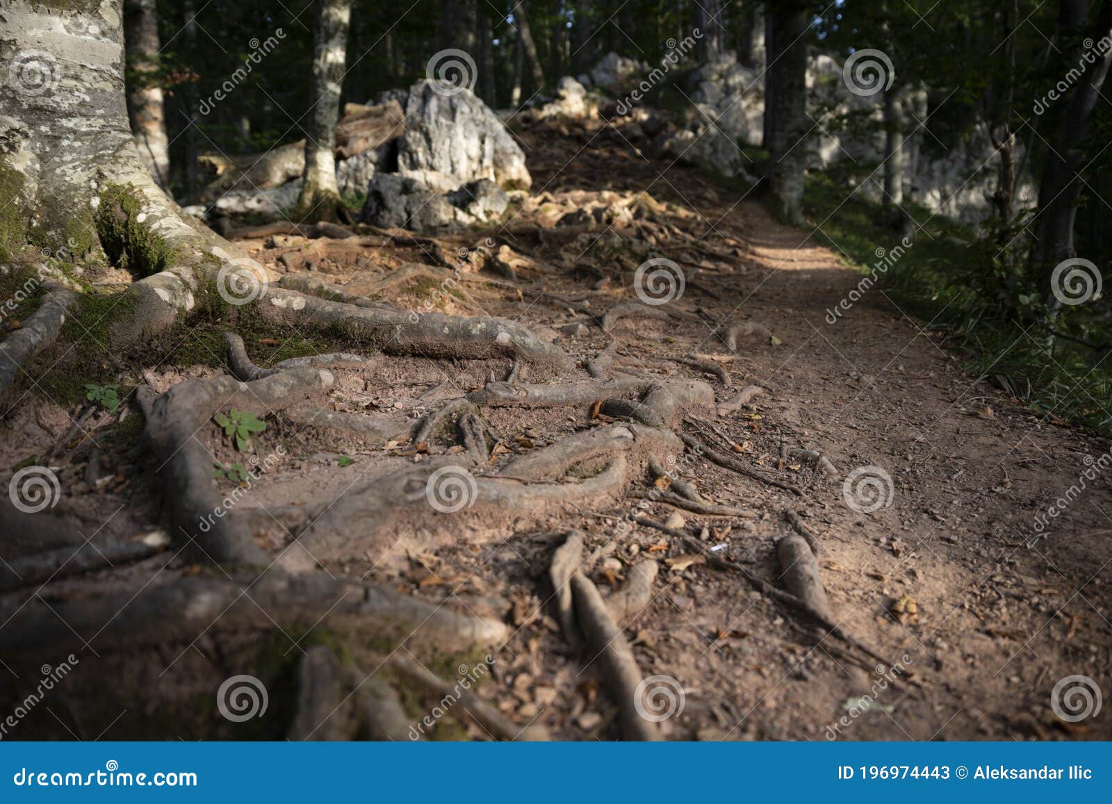 Tree Roots, Ground and Rocks at the Mountain Stock Image - Image of ...