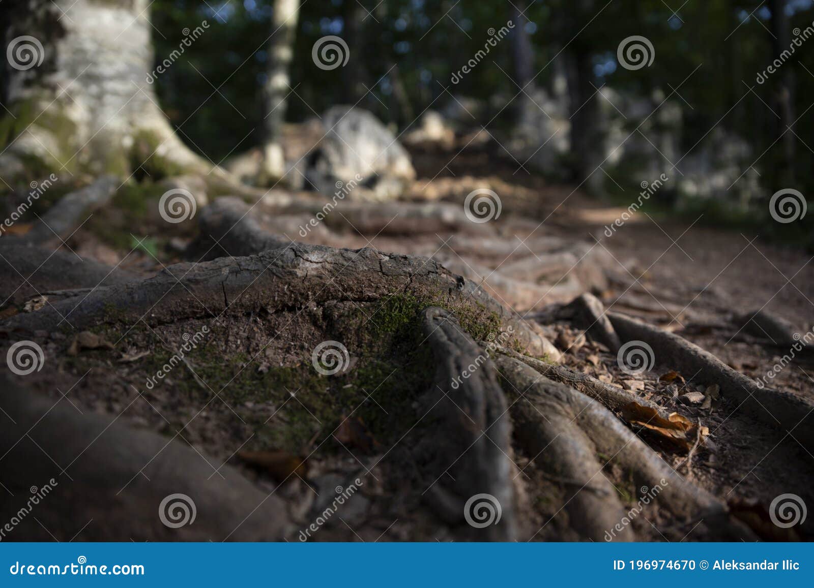 Tree Roots, Ground and Rocks at the Mountain Stock Photo - Image of ...