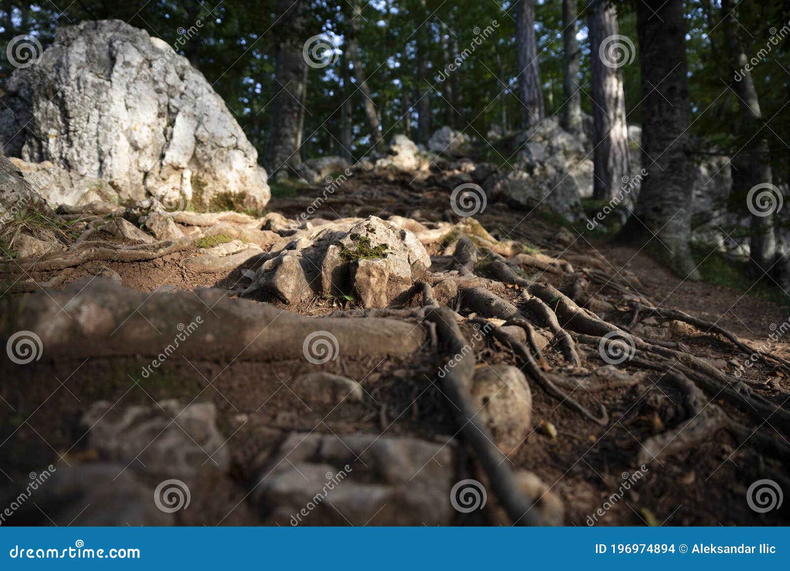 Tree Roots, Ground and Rocks at the Mountain Stock Photo - Image of ...