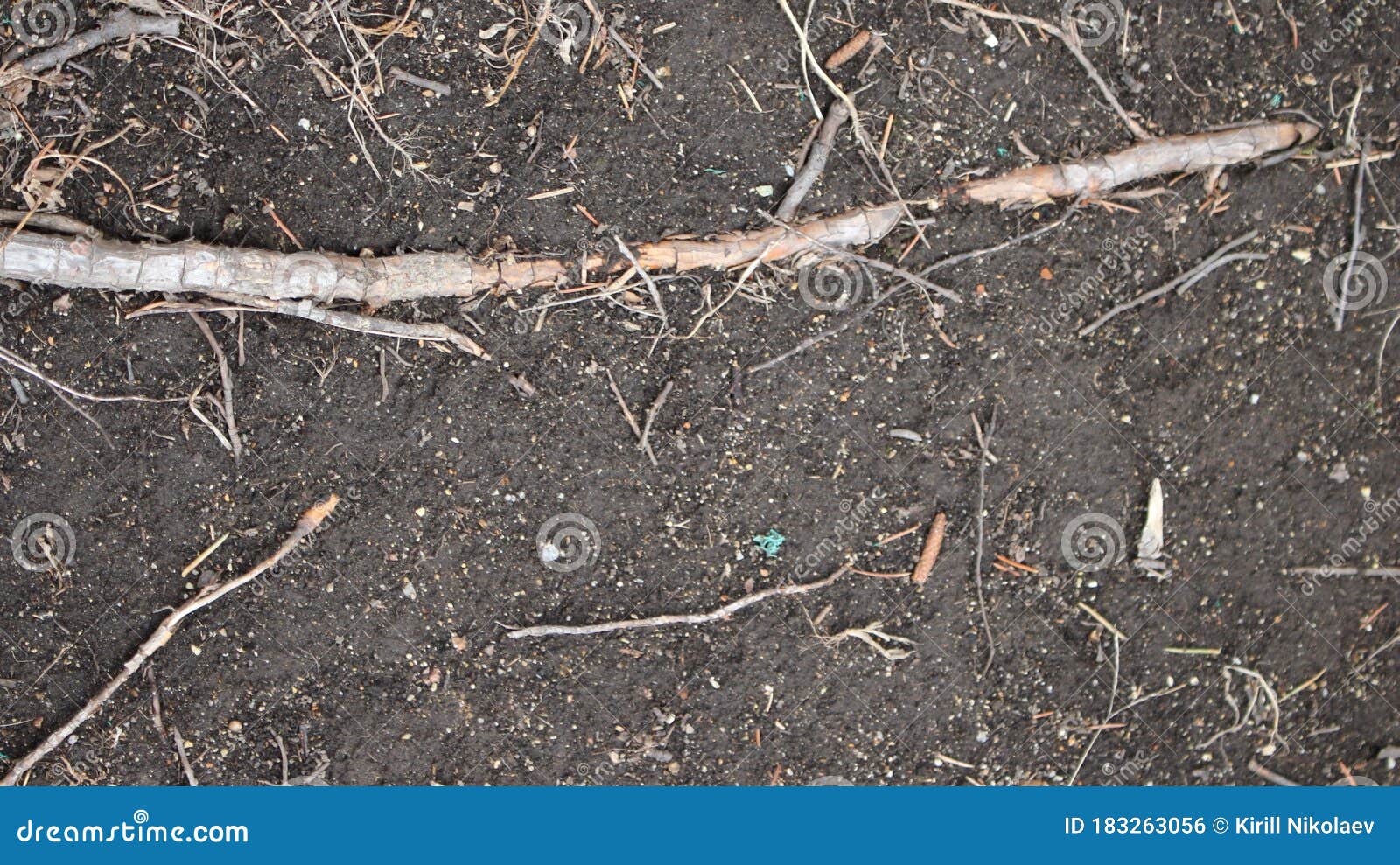 Tree roots in the ground stock photo. Image of soil - 183263056