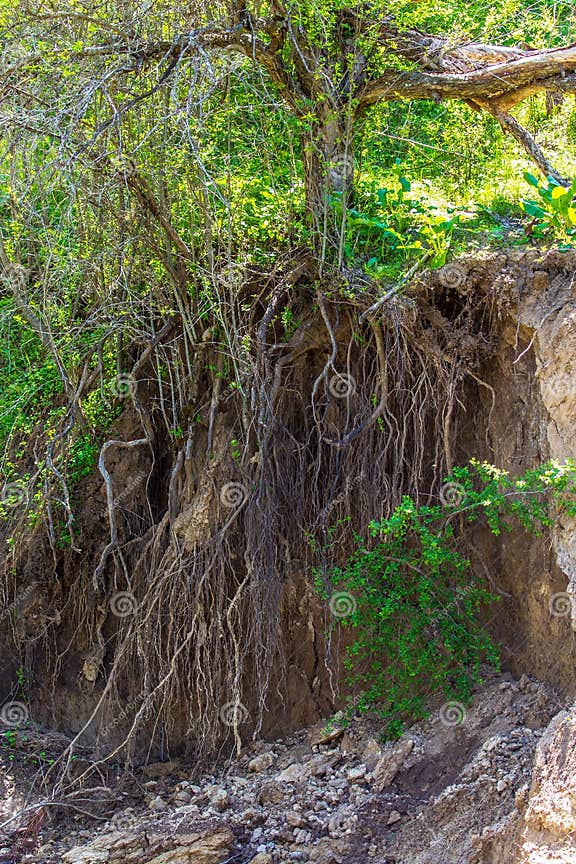 Tree Roots in the Ground in Spring Stock Image - Image of tree, flora ...