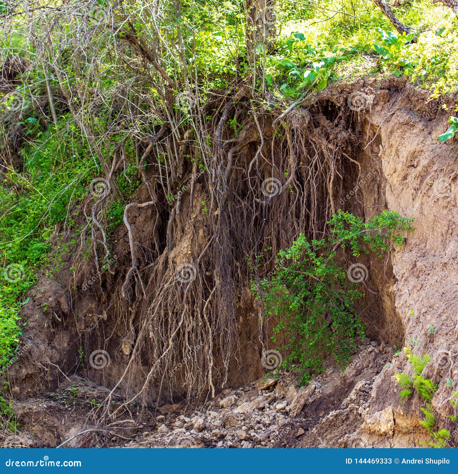Tree Roots in the Ground in Spring Stock Image - Image of roots, leaves ...