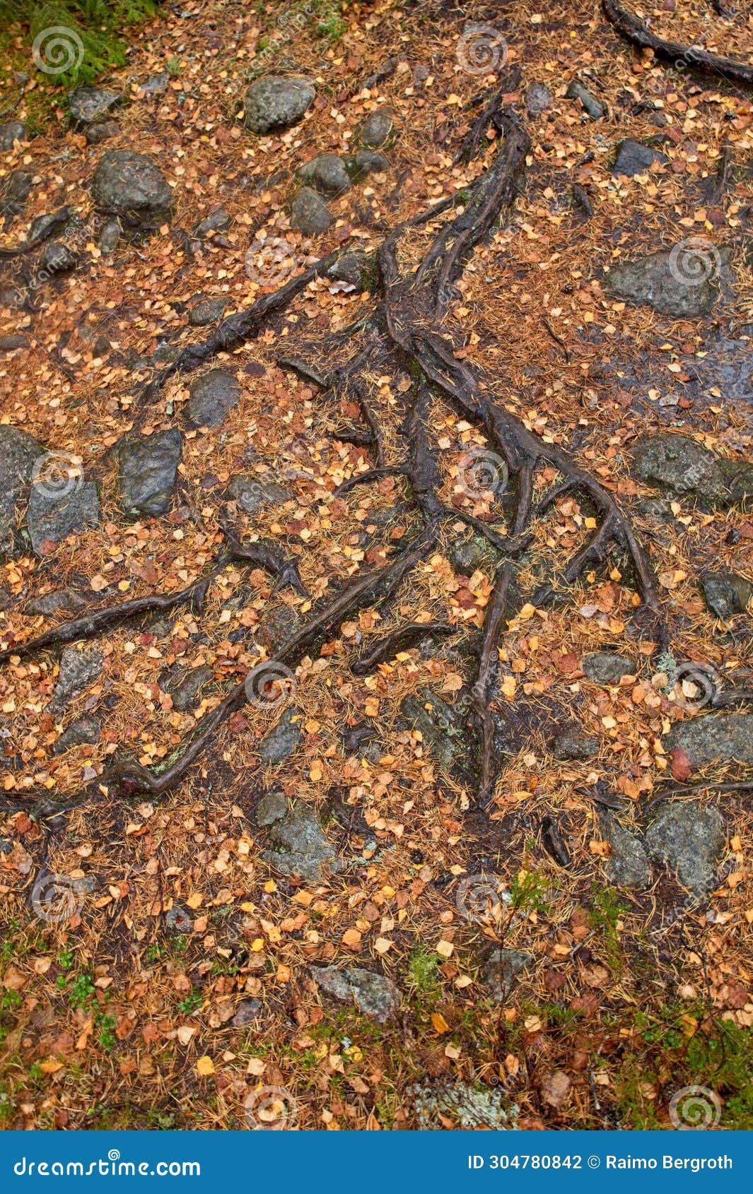 Tree roots on ground. stock photo. Image of outdoor - 304780842