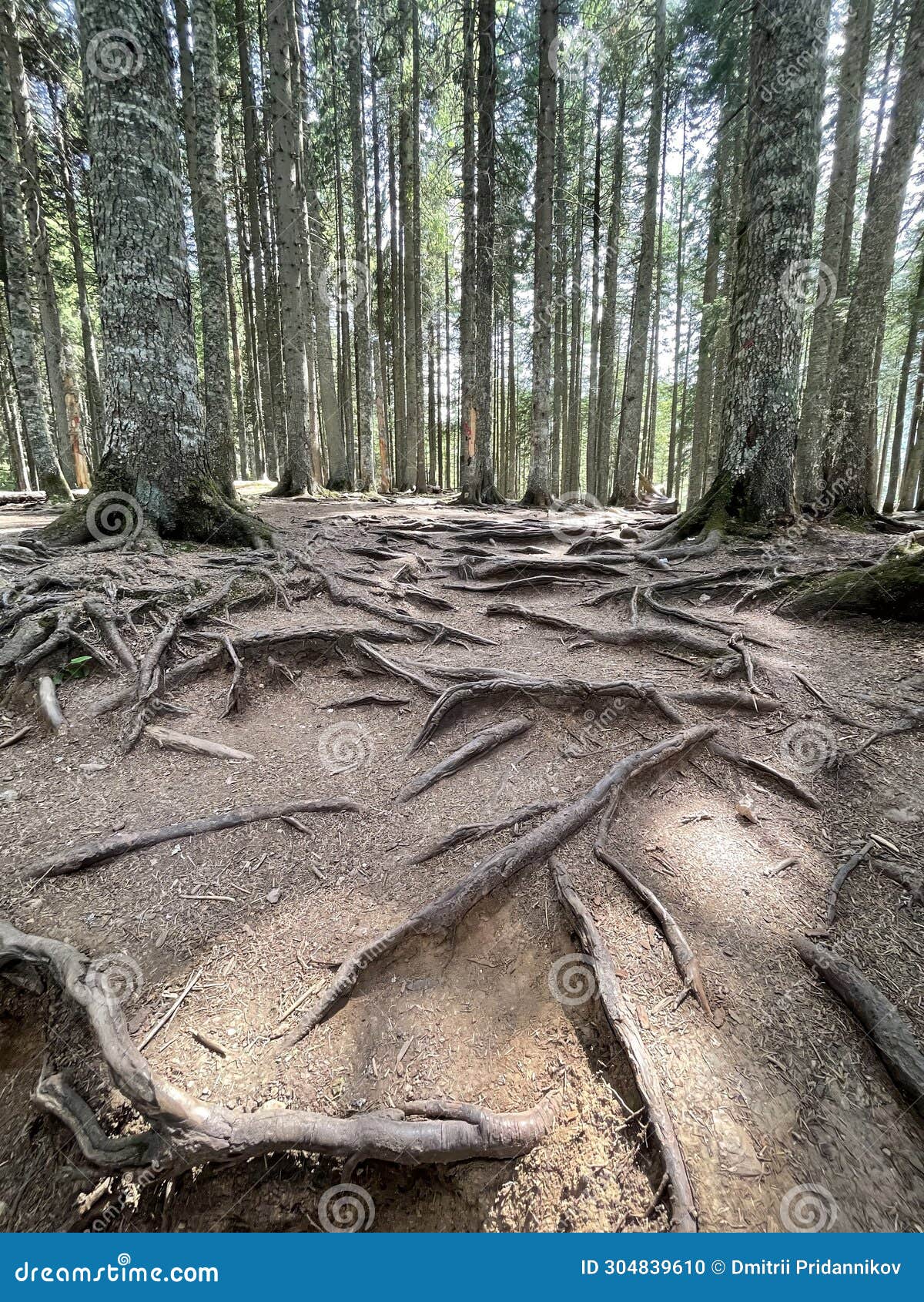 Tree Roots on the Ground Surface in the Forest Stock Photo - Image of ...