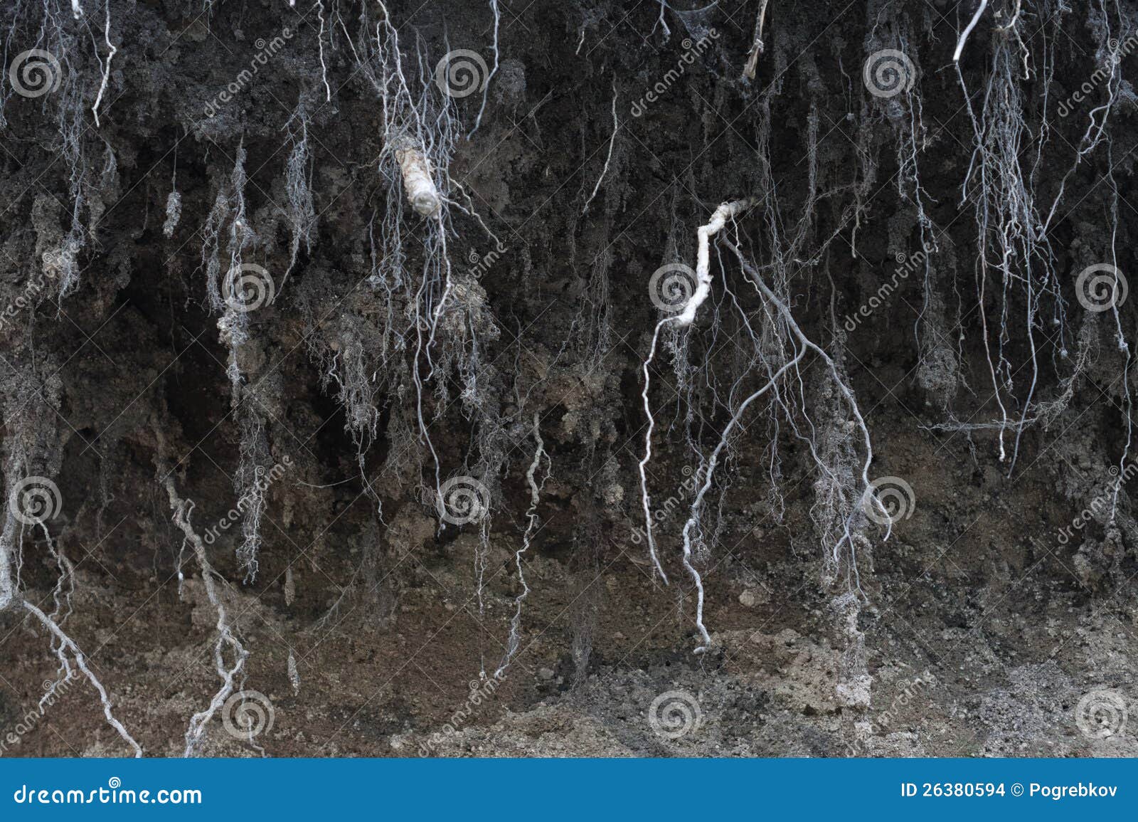Tree Roots with Ground Texture Stock Photo - Image of brown, texture ...