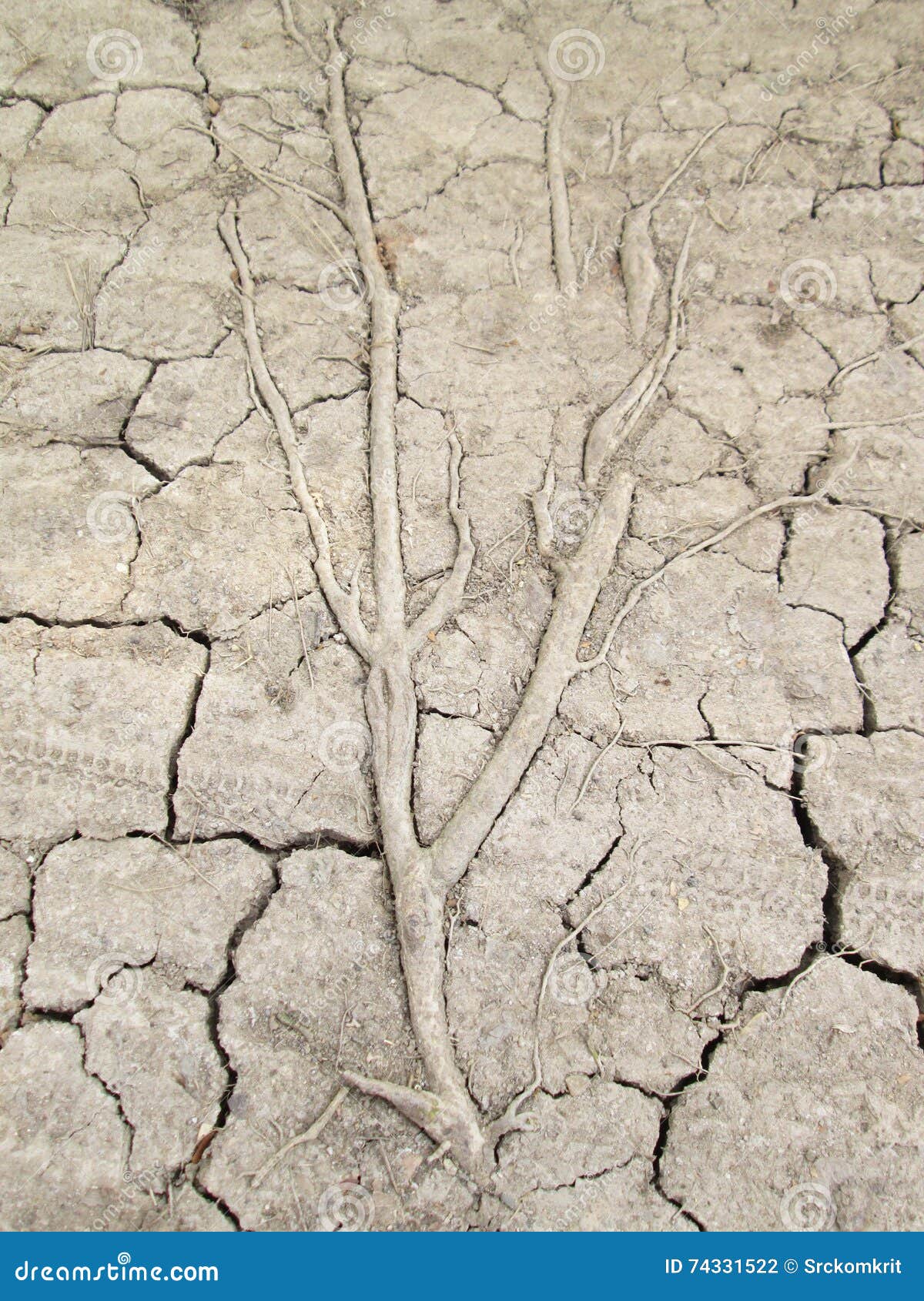 4,731 Tree Roots Ground Texture Stock Photos - Free & Royalty-Free ...