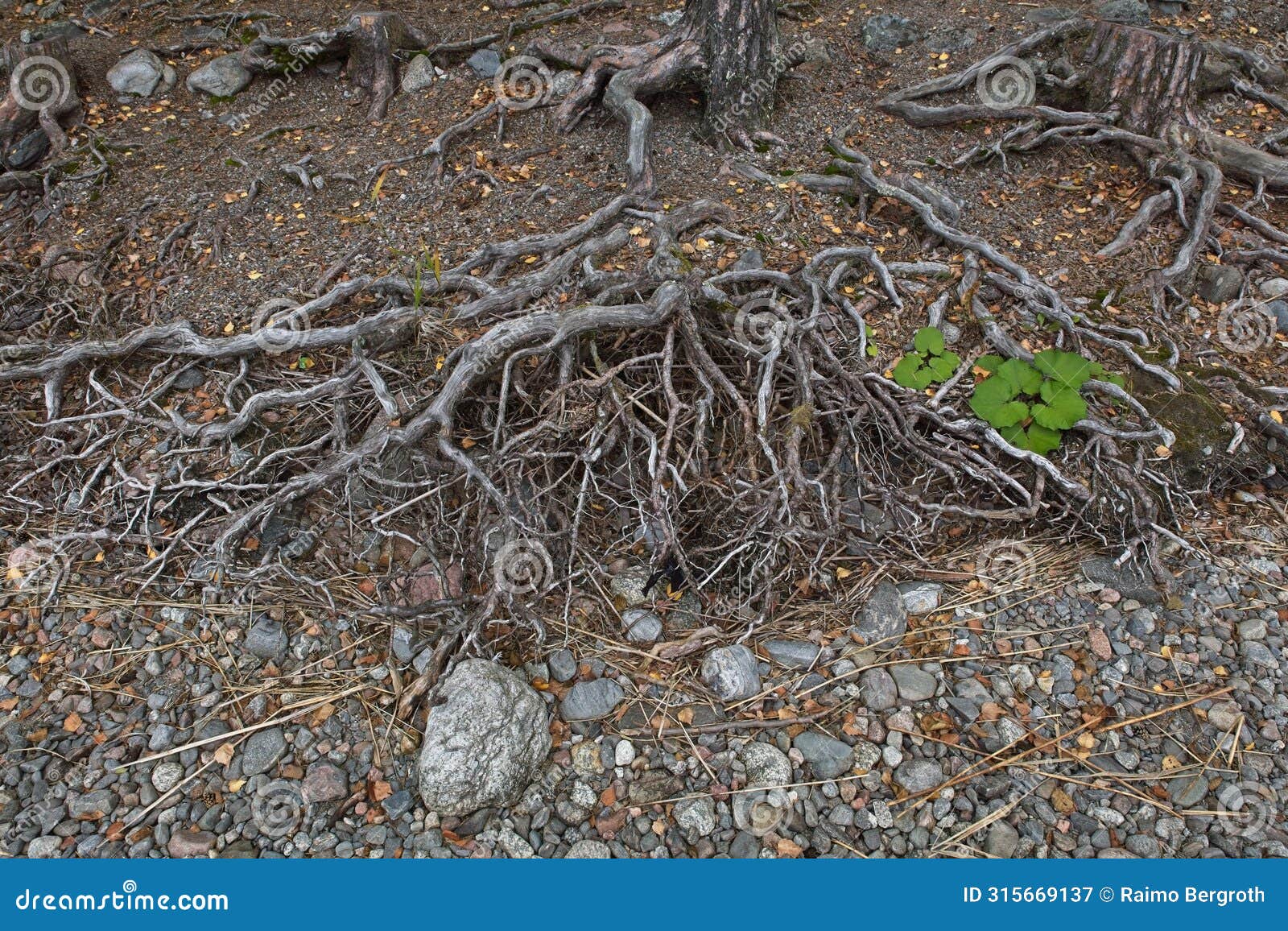 Tree roots. stock image. Image of plant, wallpaper, earth - 315669137