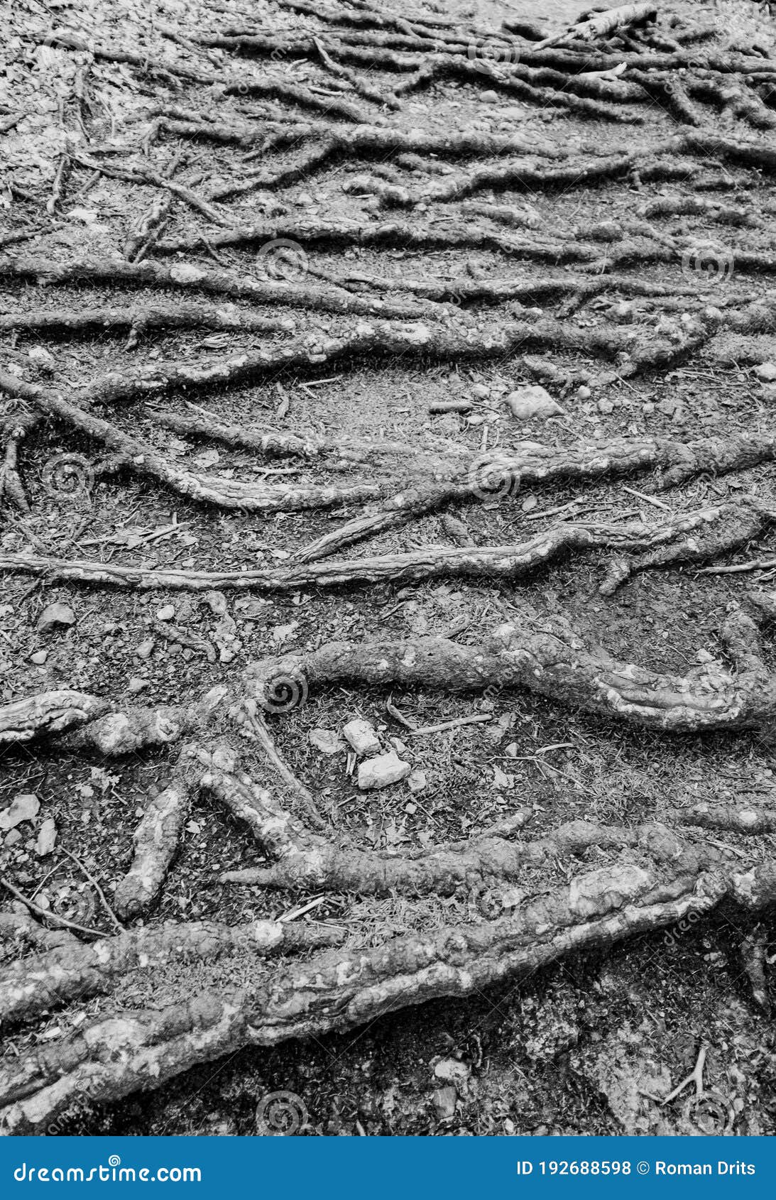 Tree roots in the ground stock photo. Image of forest - 192688598