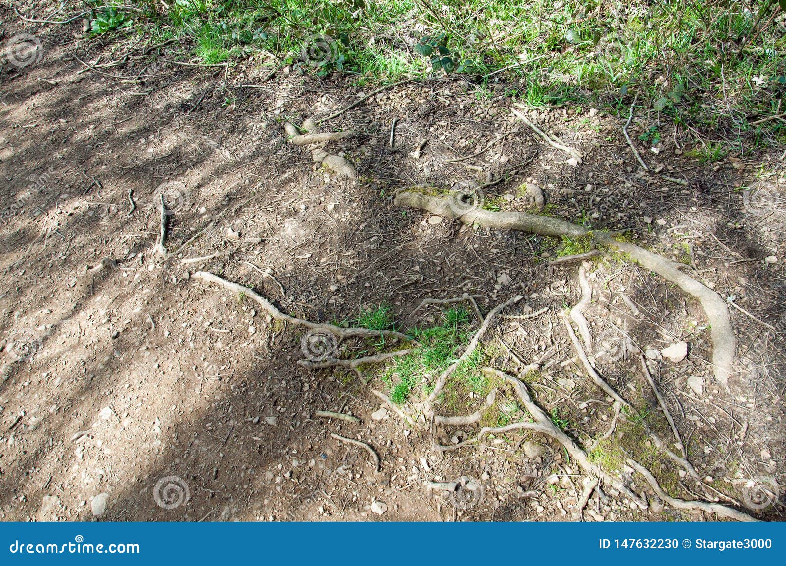 Tree roots on the ground. stock photo. Image of clouds - 147632230