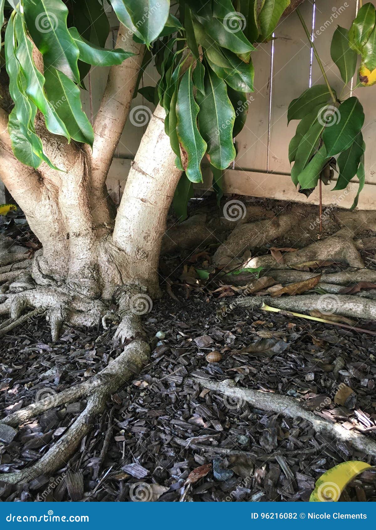 Tree stock photo. Image of nature, grounding, tree, roots - 96216082