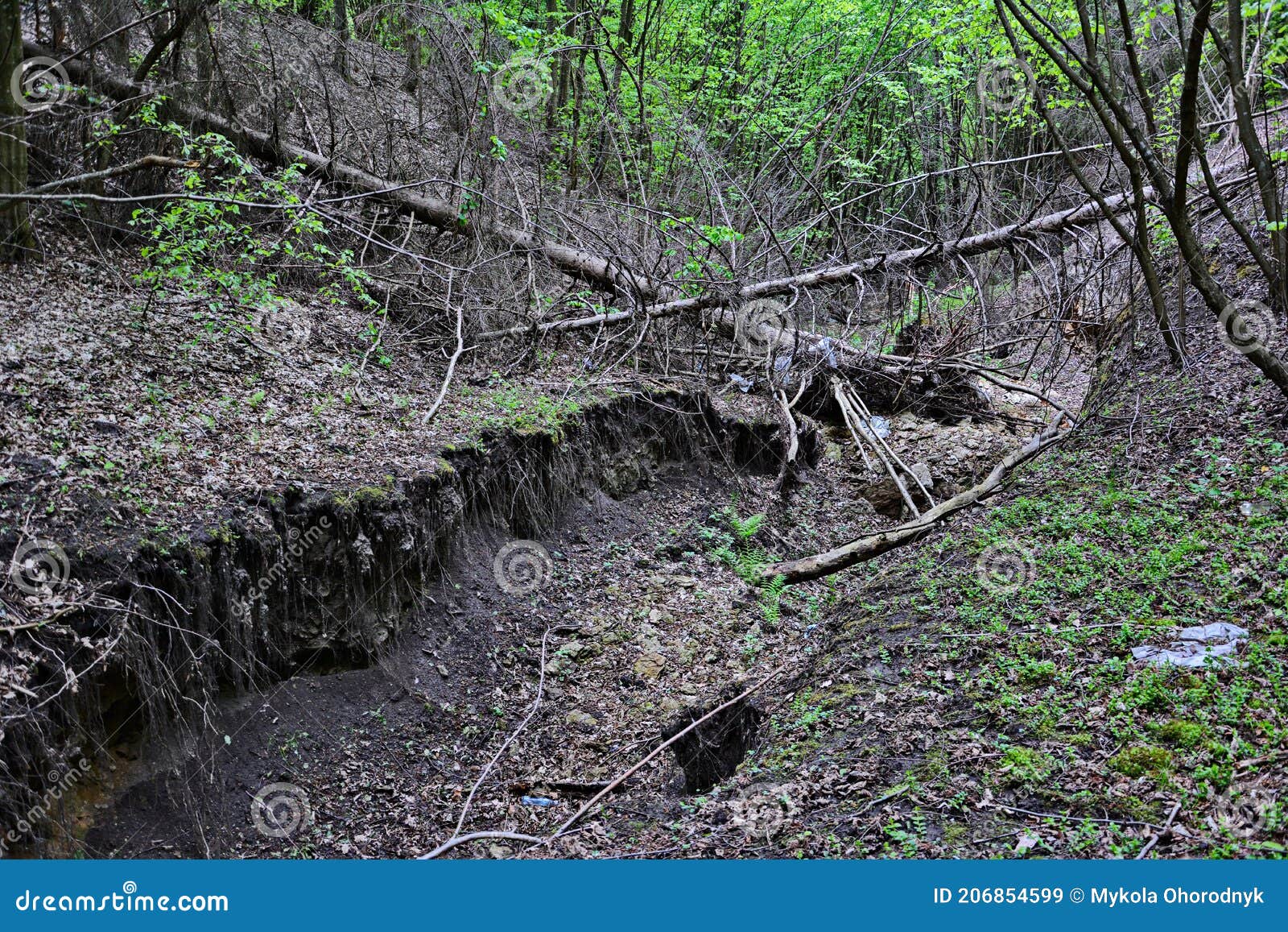 Exposed Tree Roots. Soil Erosion.Loess Rock Slope Wall in Natural ...
