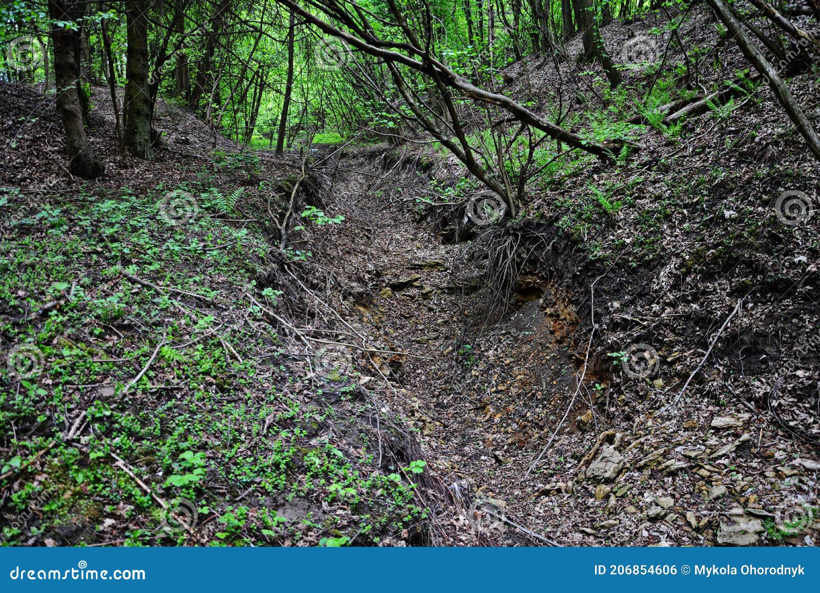 Exposed Tree Roots. Soil Erosion.Loess Rock Slope Wall in Natural ...