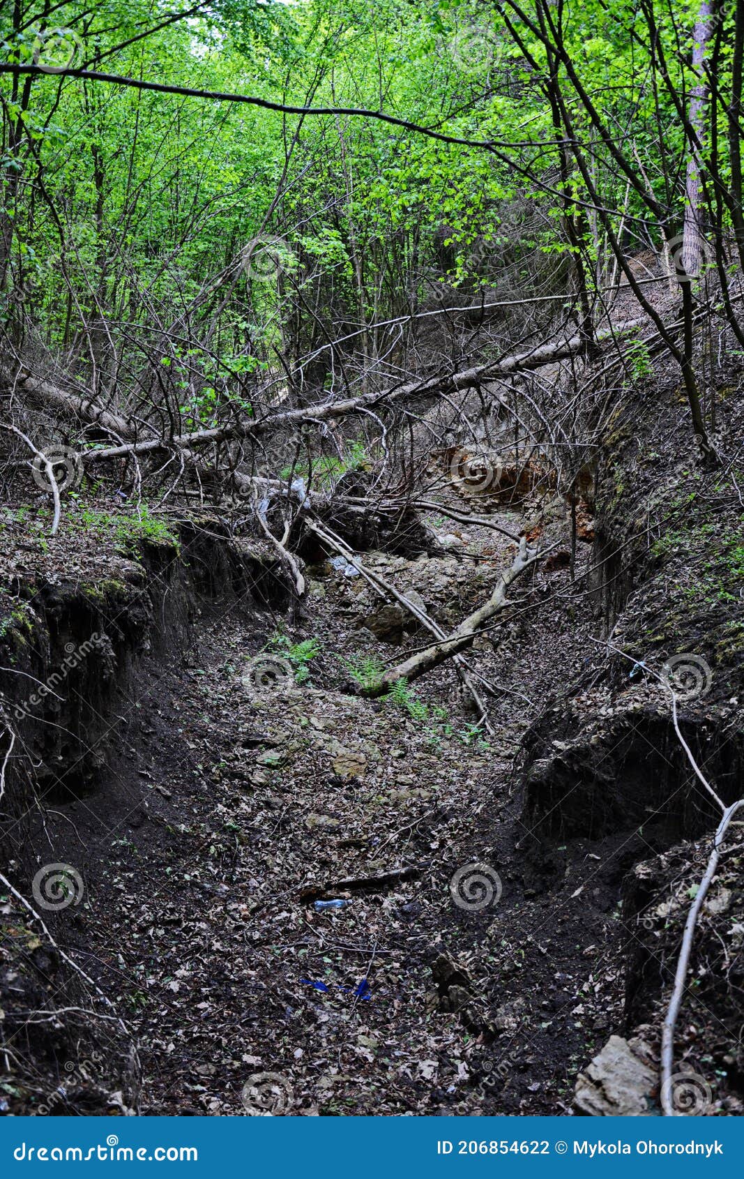 Exposed Tree Roots. Soil Erosion.Loess Rock Slope Wall in Natural ...