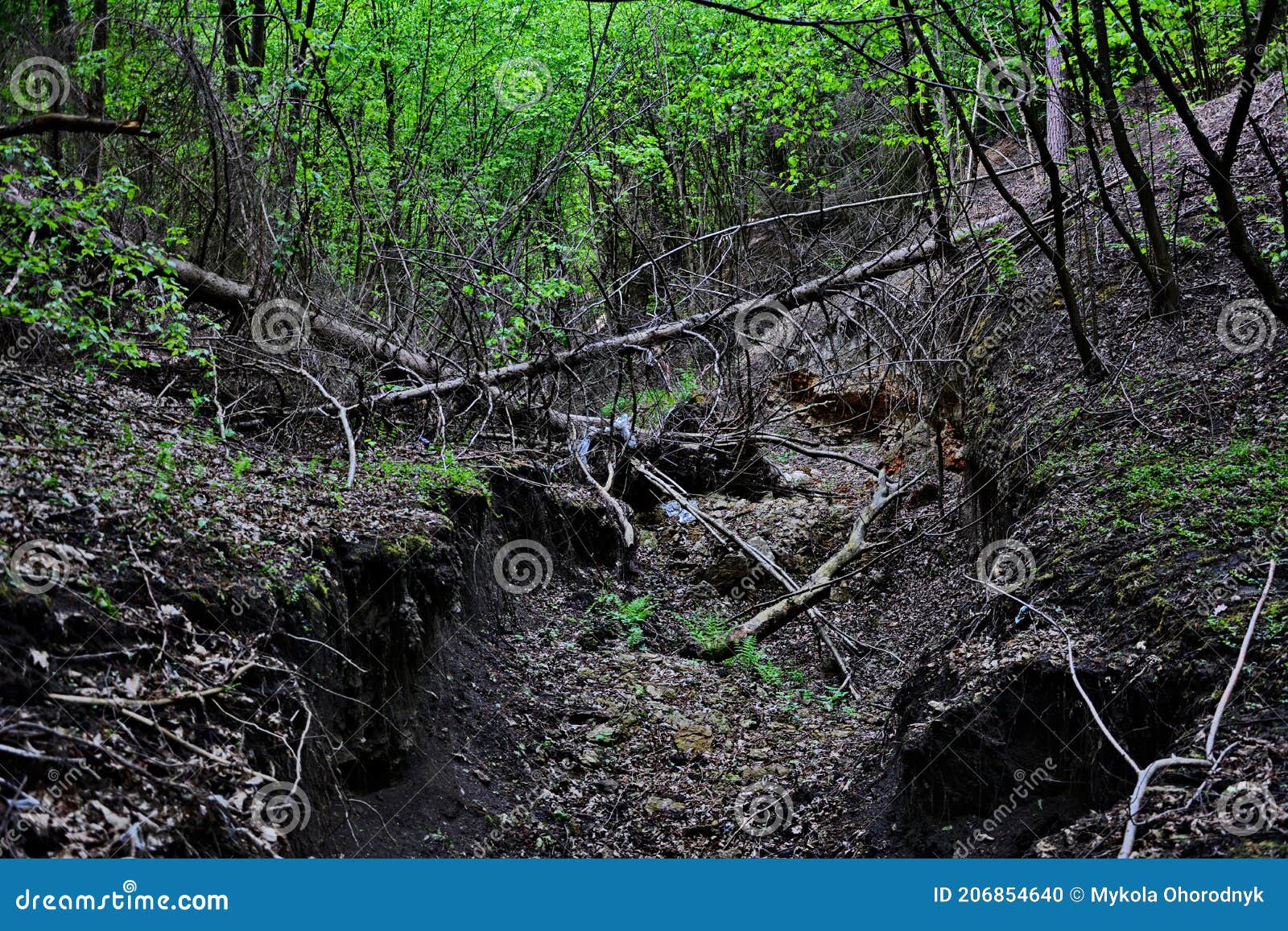 Exposed Tree Roots. Soil Erosion.Loess Rock Slope Wall in Natural ...