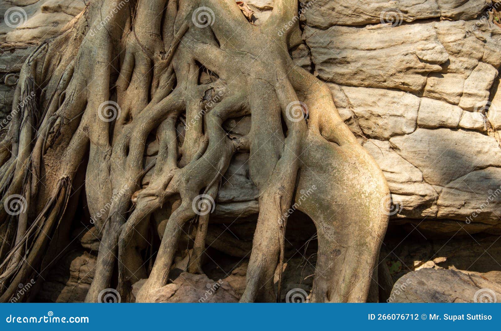 Tree Roots Grow on Large Rocks with Natural Patterns. is a Miracle ...