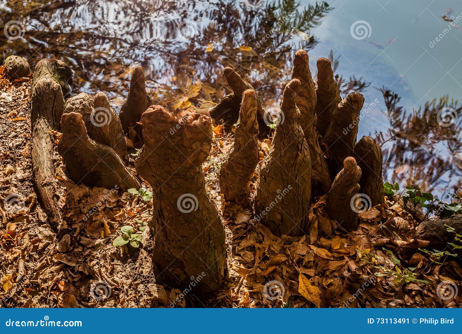 Tree Roots Growing Above Ground Stock Image - Image of golden, fall ...