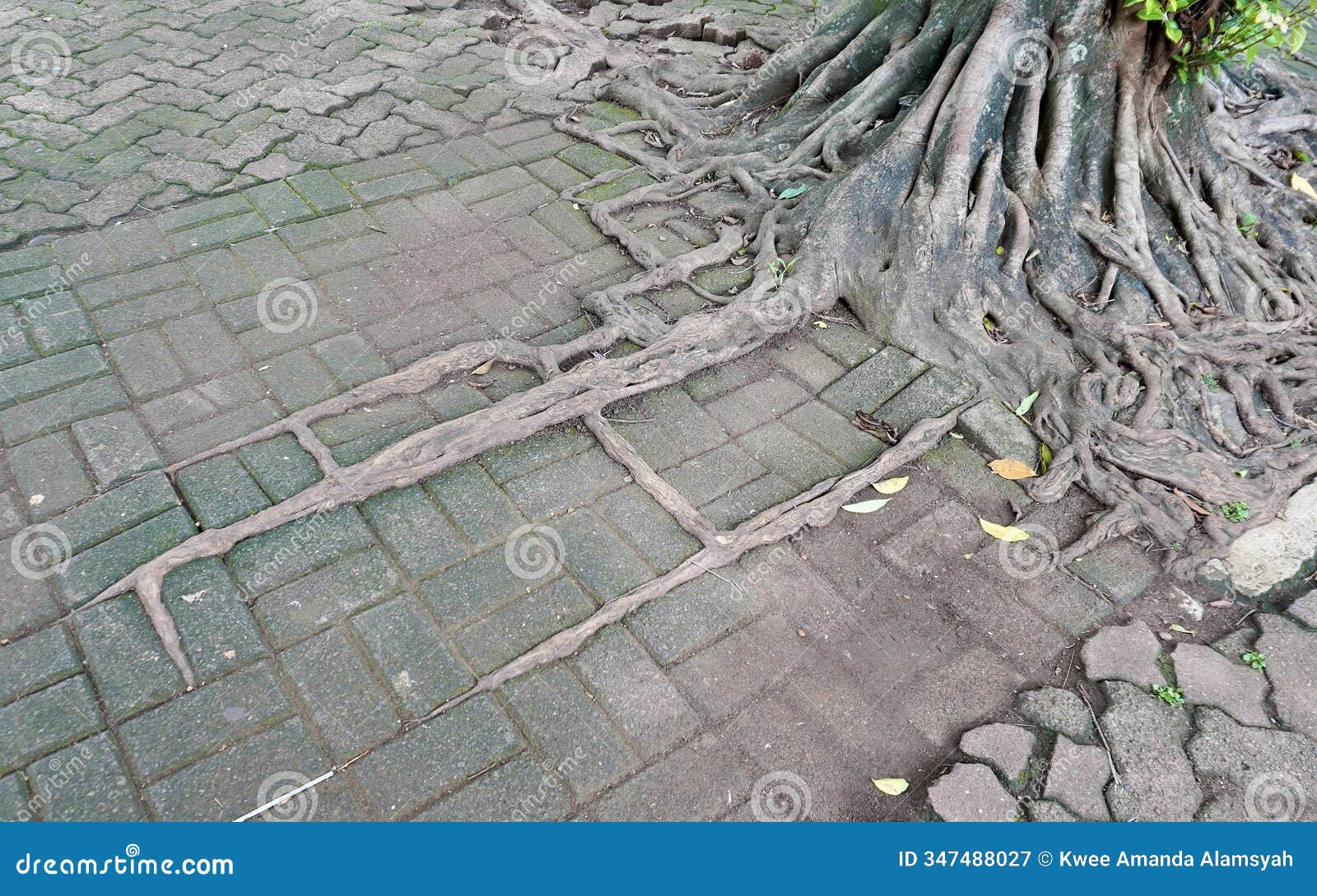 Tree Roots Growing between Brick Flooring Stock Image - Image of lines ...