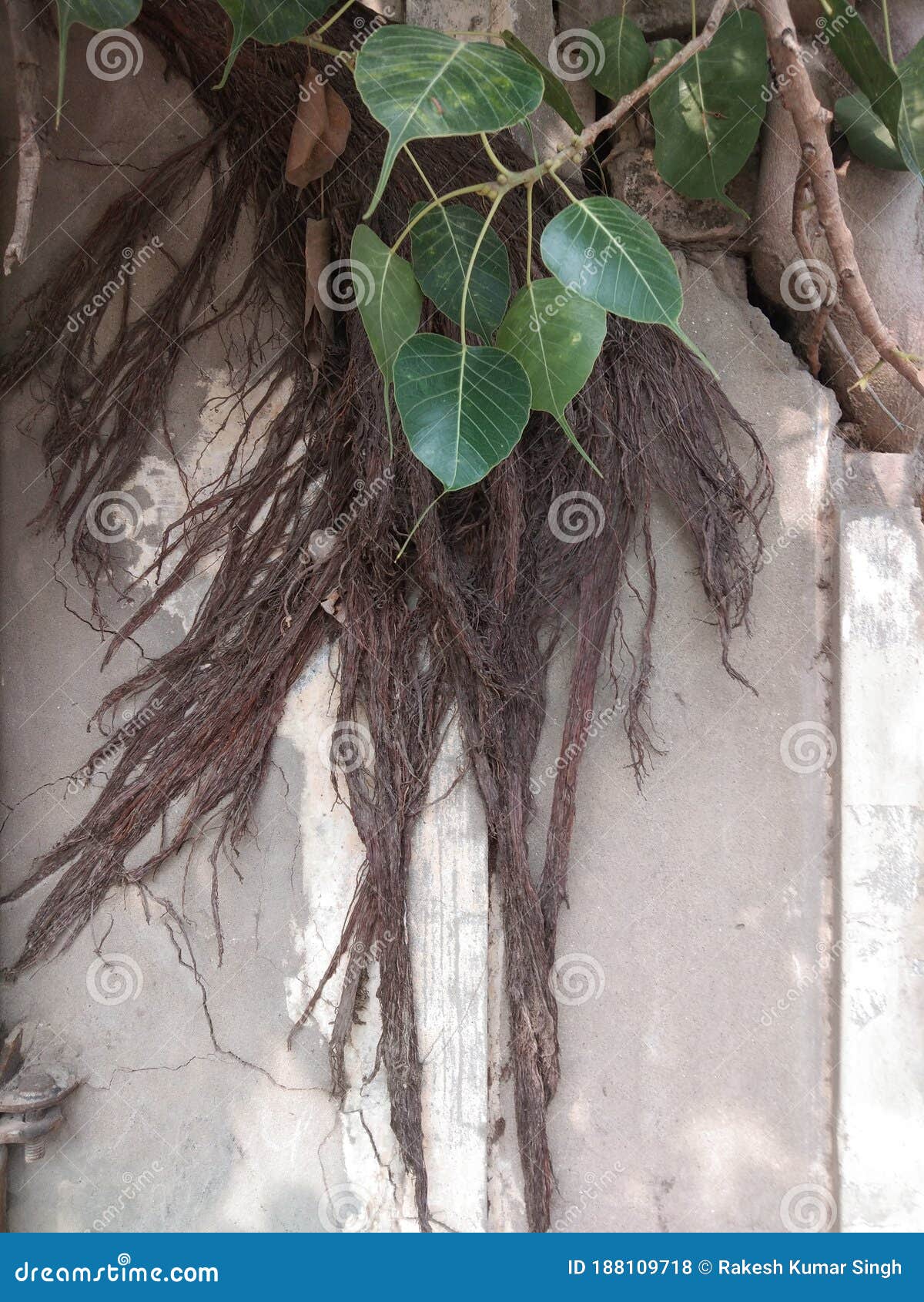 Texture of root on wall stock photo. Image of buddha - 188109718
