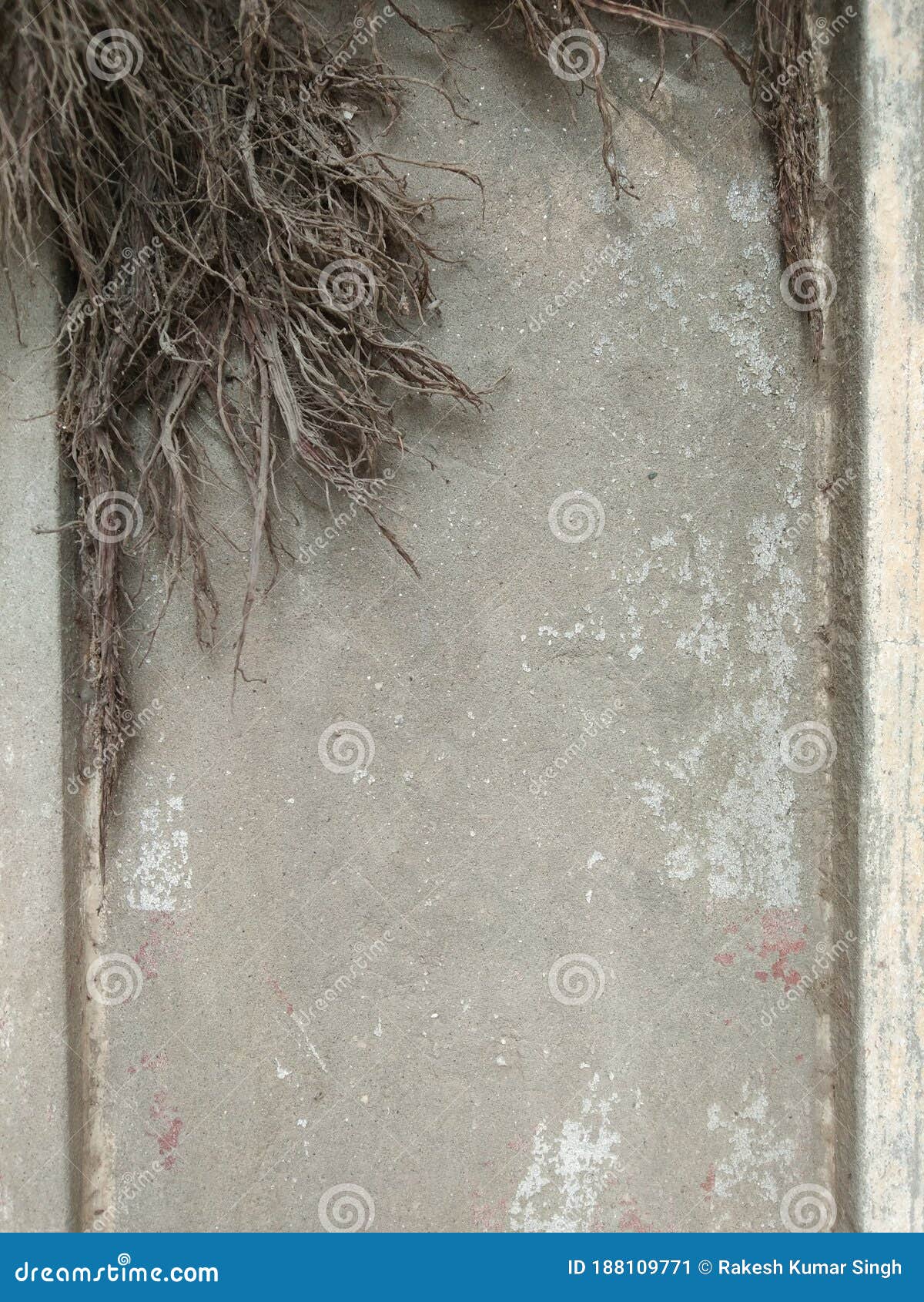 Texture of root on wall stock image. Image of historic - 188109771