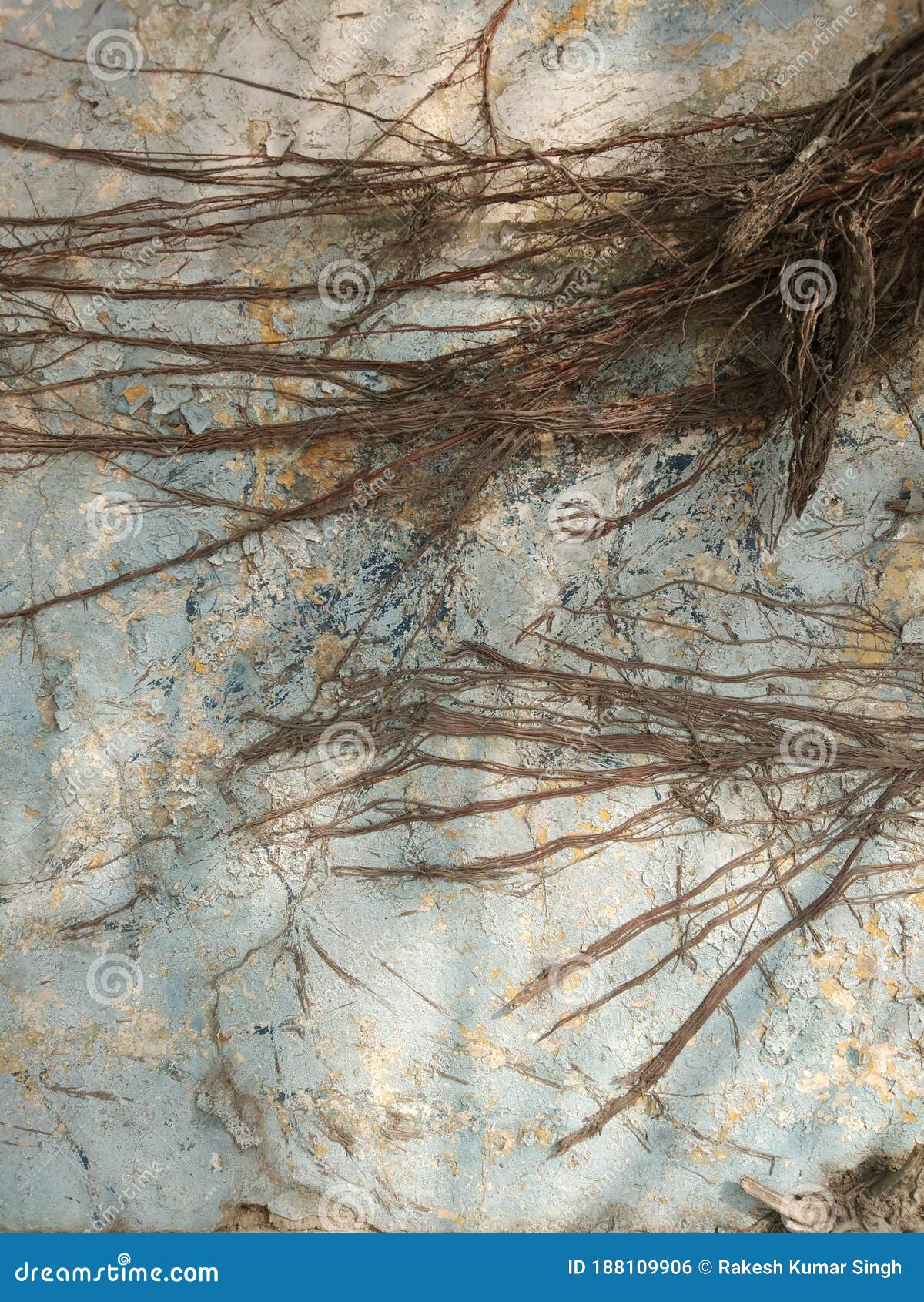 Texture of root on wall stock photo. Image of constructed - 188109906