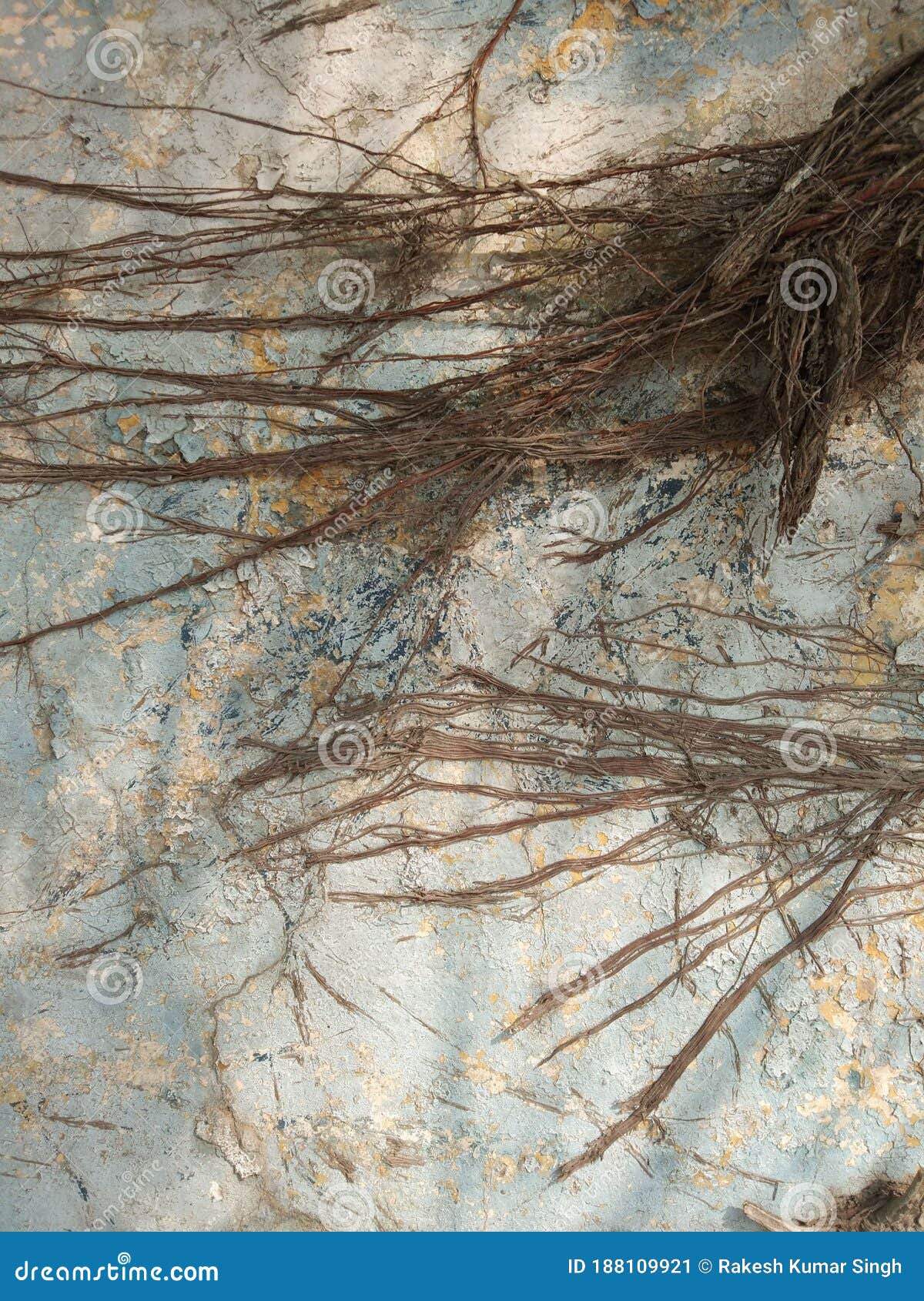 Texture of root on wall stock image. Image of memories - 188109921