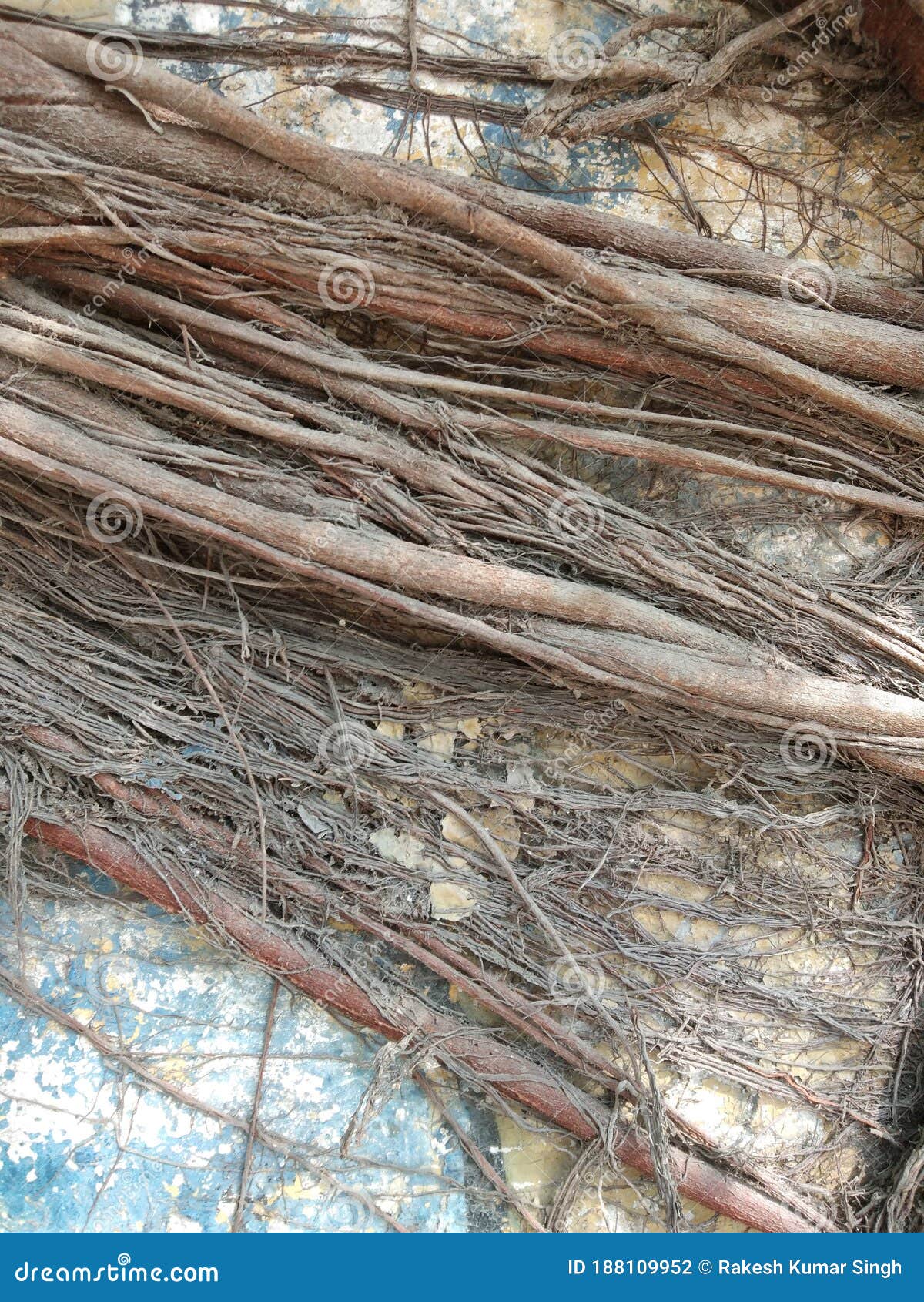 Texture of root on wall stock photo. Image of broken - 188109952