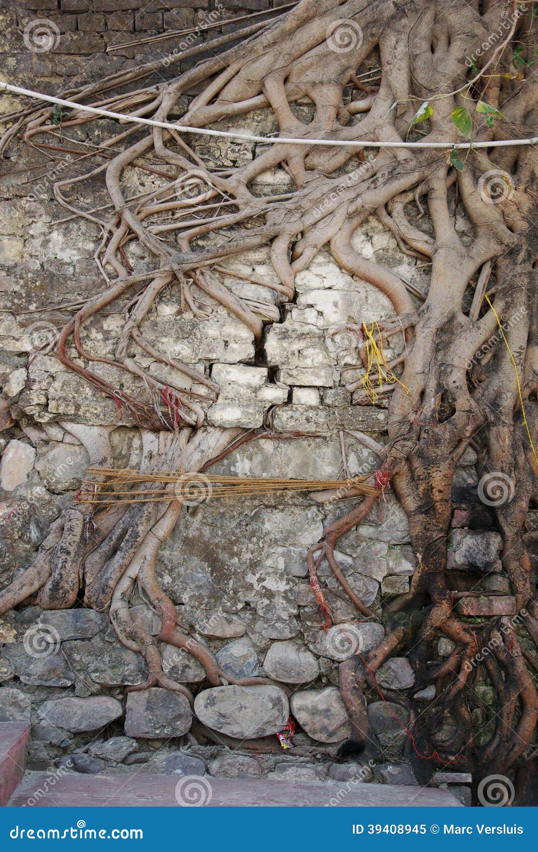 Tree Roots Growing through Brick Wall Stock Image - Image of wires ...