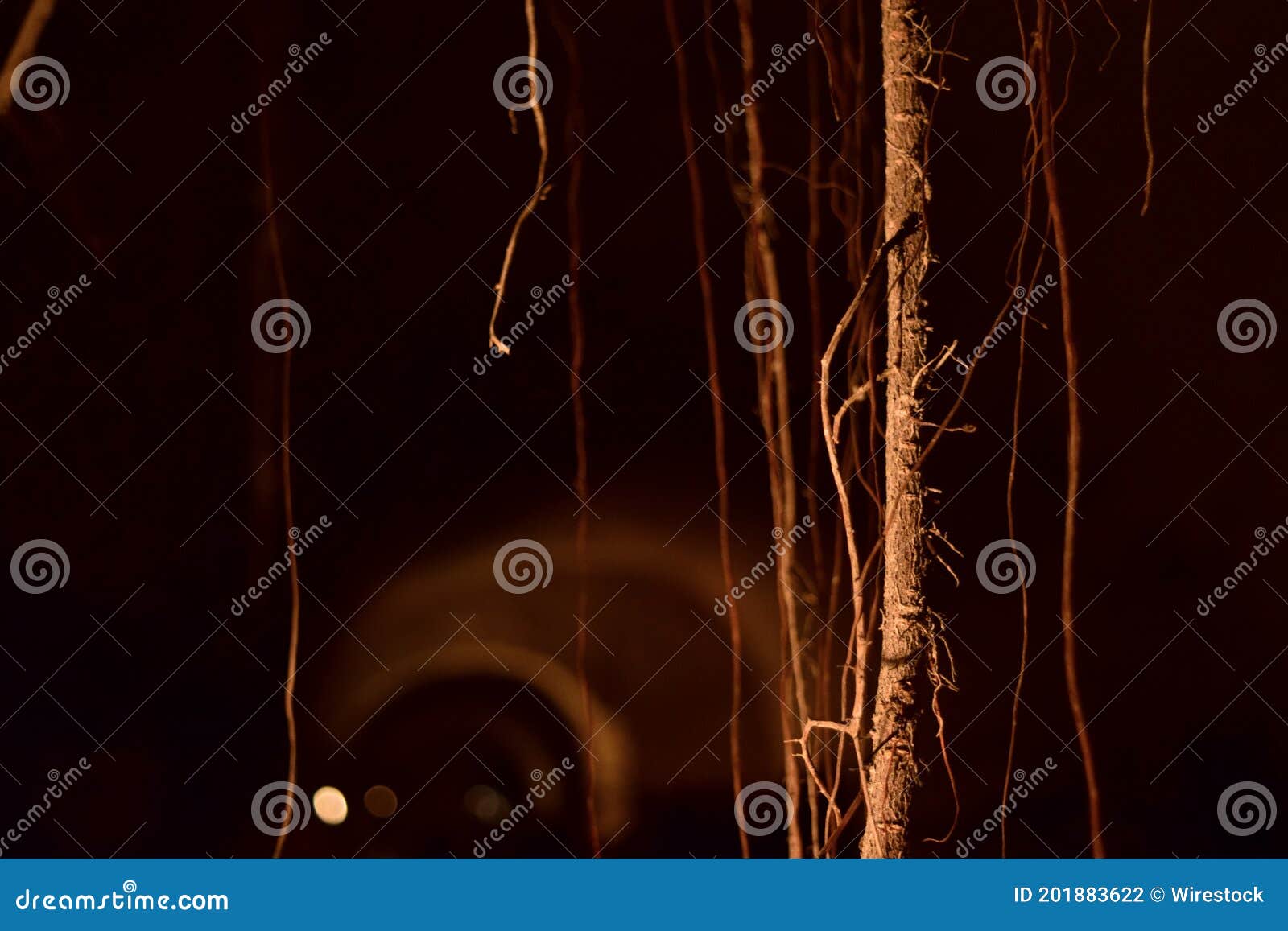 Tree Roots Growing Down the Ceiling of a Dark Tunnel Stock Photo ...