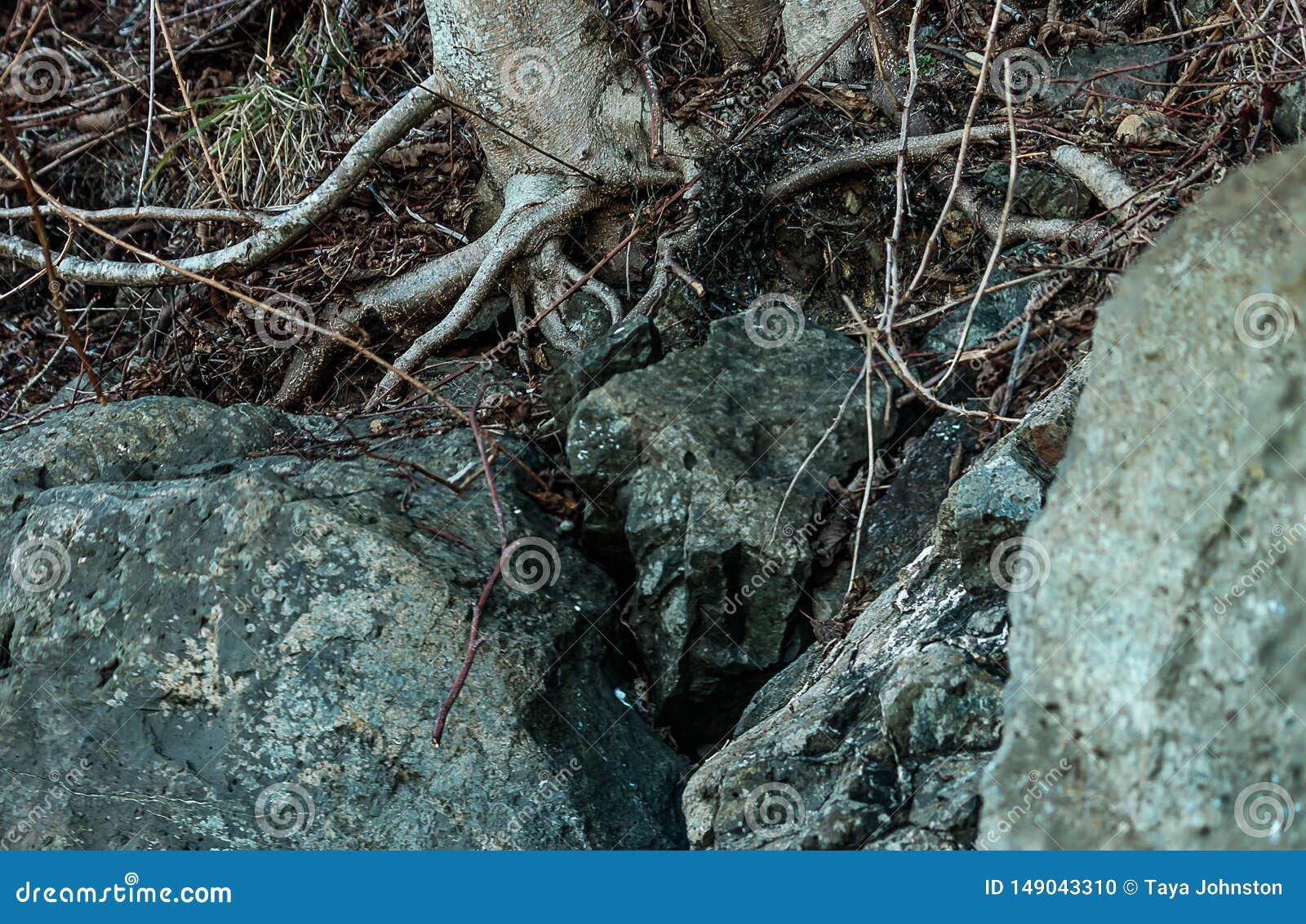Tree Roots Growing Down into Large Stones Stock Photo - Image of ...