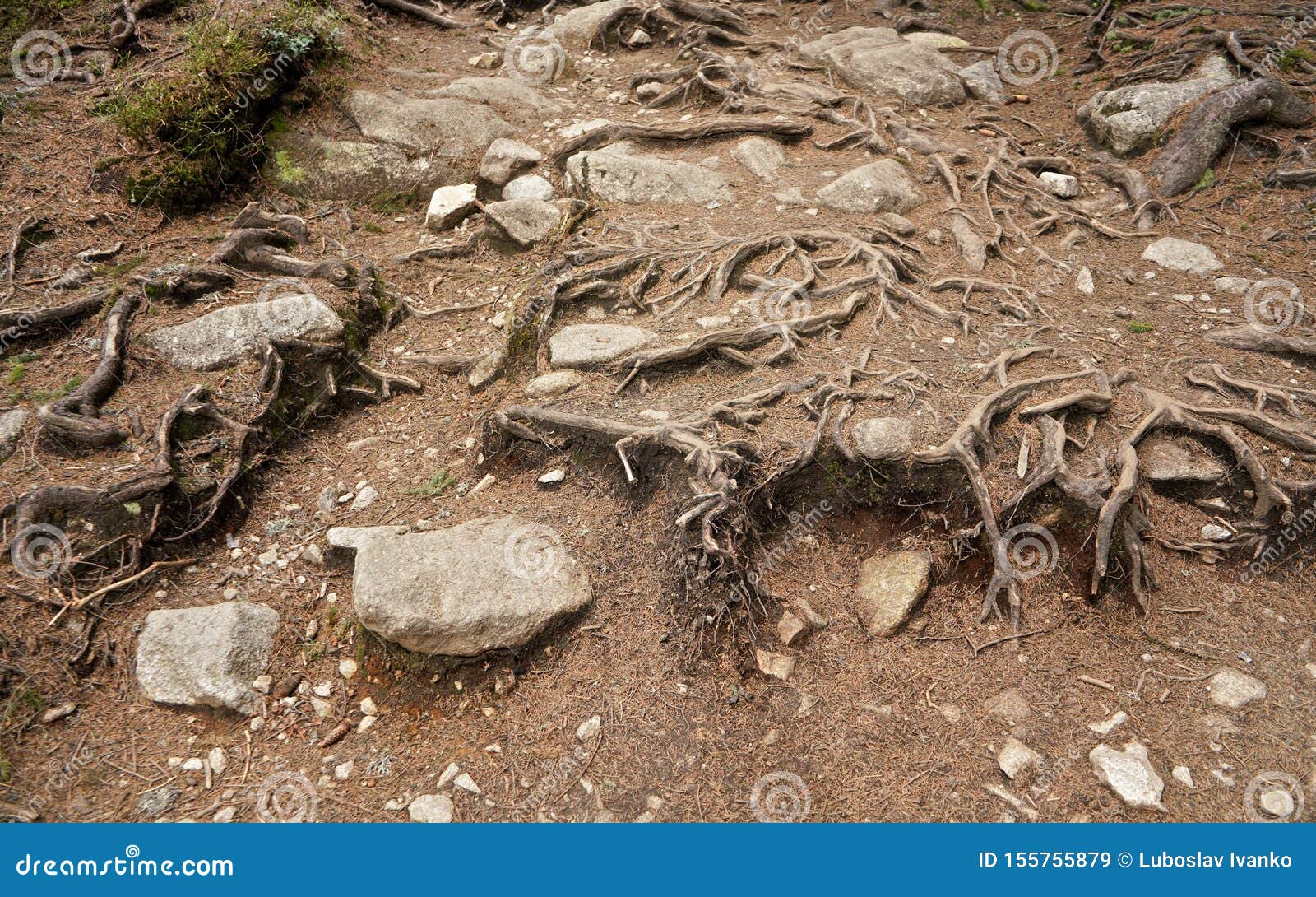 Tree Roots Growing in the Ground in Mountain Hiking Trail Stock Image ...