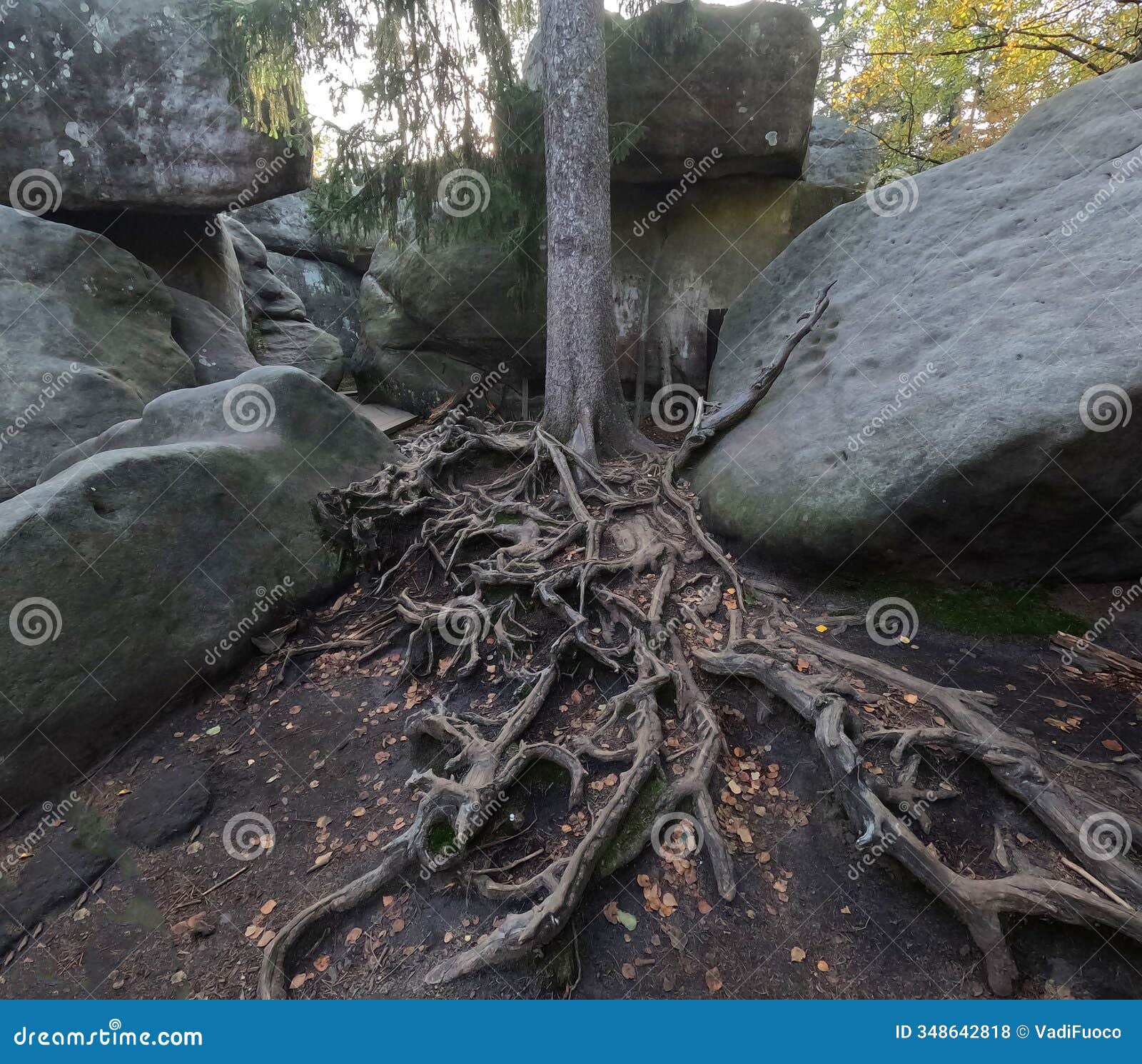 Tree with Roots Growing among Megaliths. Table Mountains, Poland Stock ...
