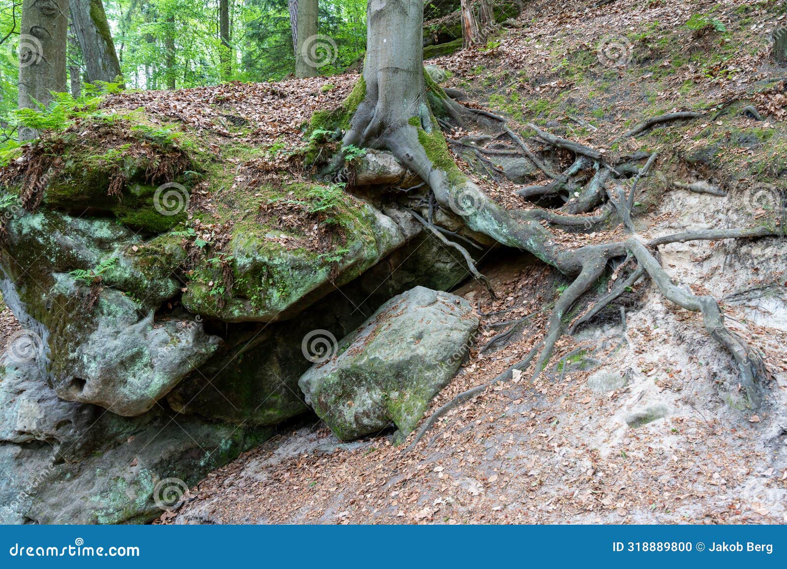 A Tree with Roots Growing Out of a Rock Stock Photo - Image of woods ...