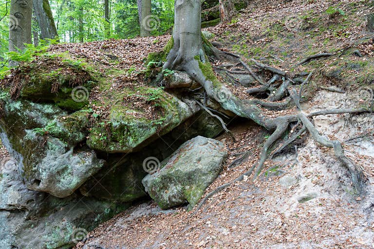 A Tree with Roots Growing Out of a Rock Stock Photo - Image of woods ...