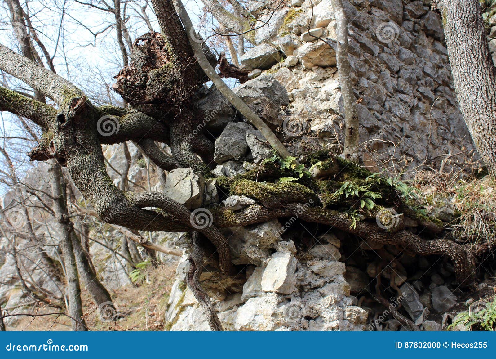 Tree Roots Growing Out of Stone Wall Ruins Stock Photo - Image of ...