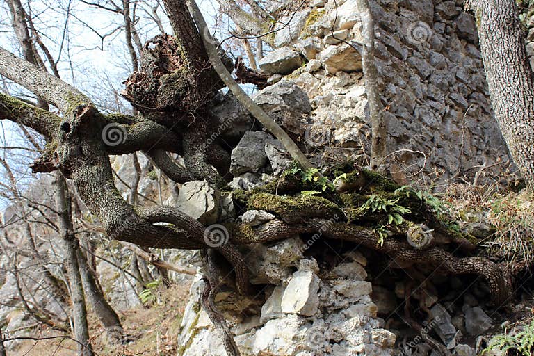 Tree Roots Growing Out of Stone Wall Ruins Stock Photo - Image of ...