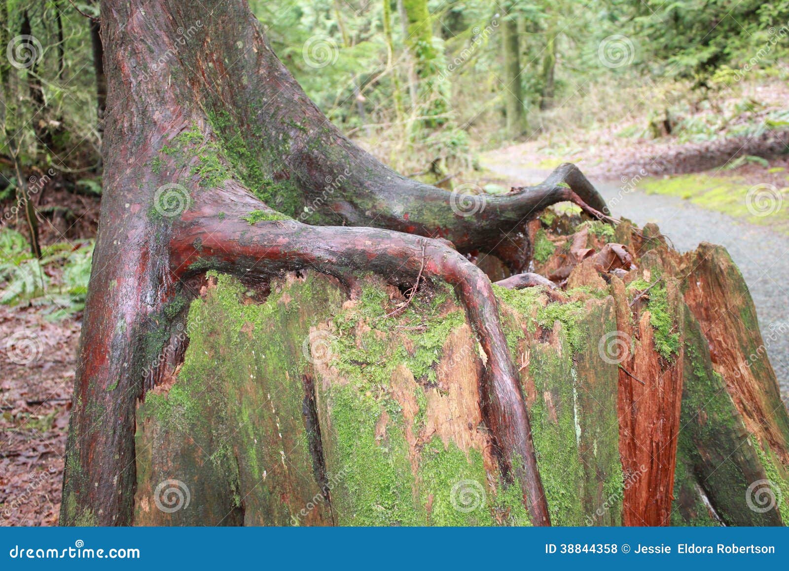Tree Roots Growing-out of a Stump Stock Photo - Image of stump, hiking ...