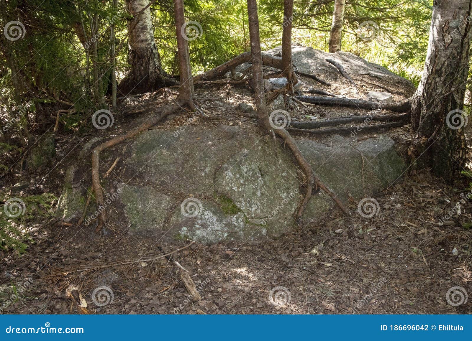 Tree Roots Growing Over Boulder Stock Photo - Image of dirt, green ...