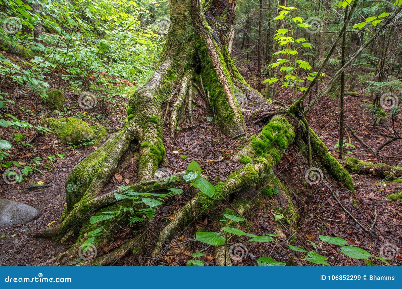 Tree Roots Growing Over a Large Moss Covered Rock Stock Image - Image ...