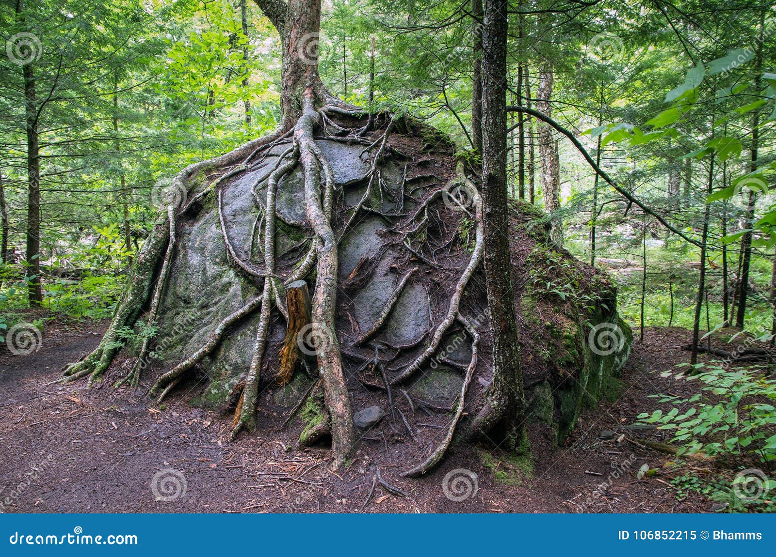 Tree Roots Growing Over a Rock Stock Image - Image of pond, trail ...