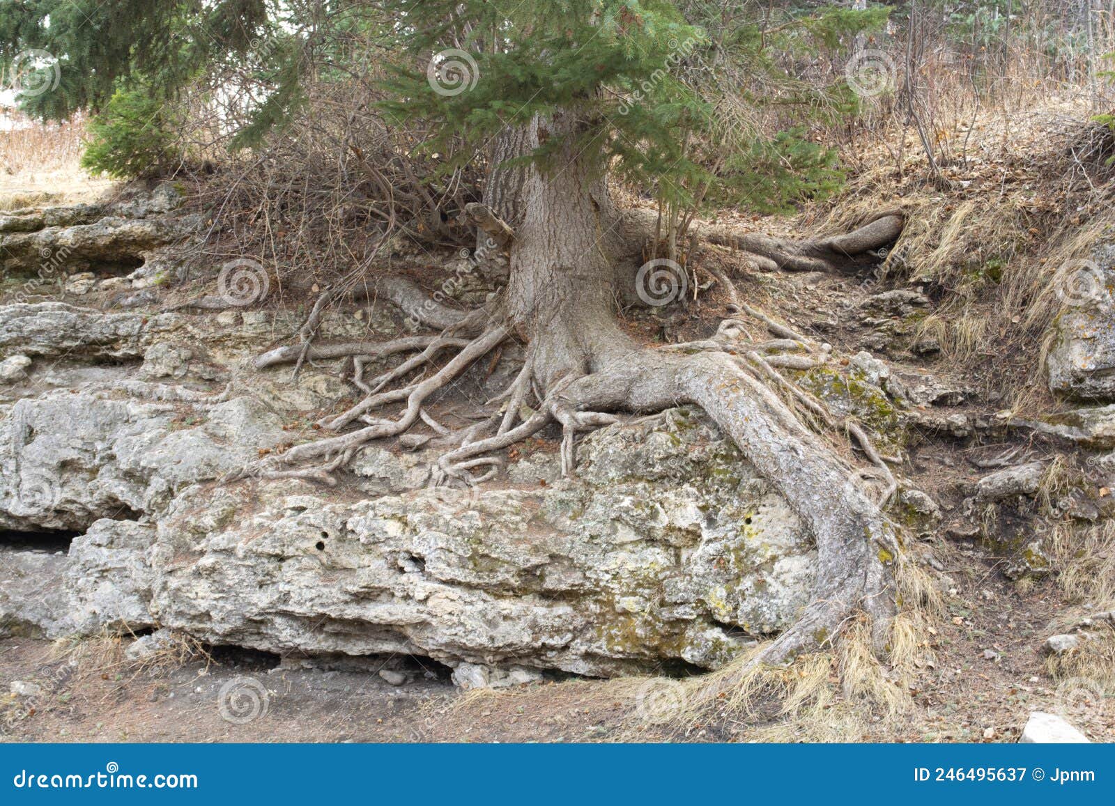 Tree Roots Growing Over Rocks in Nature Park Stock Image - Image of ...