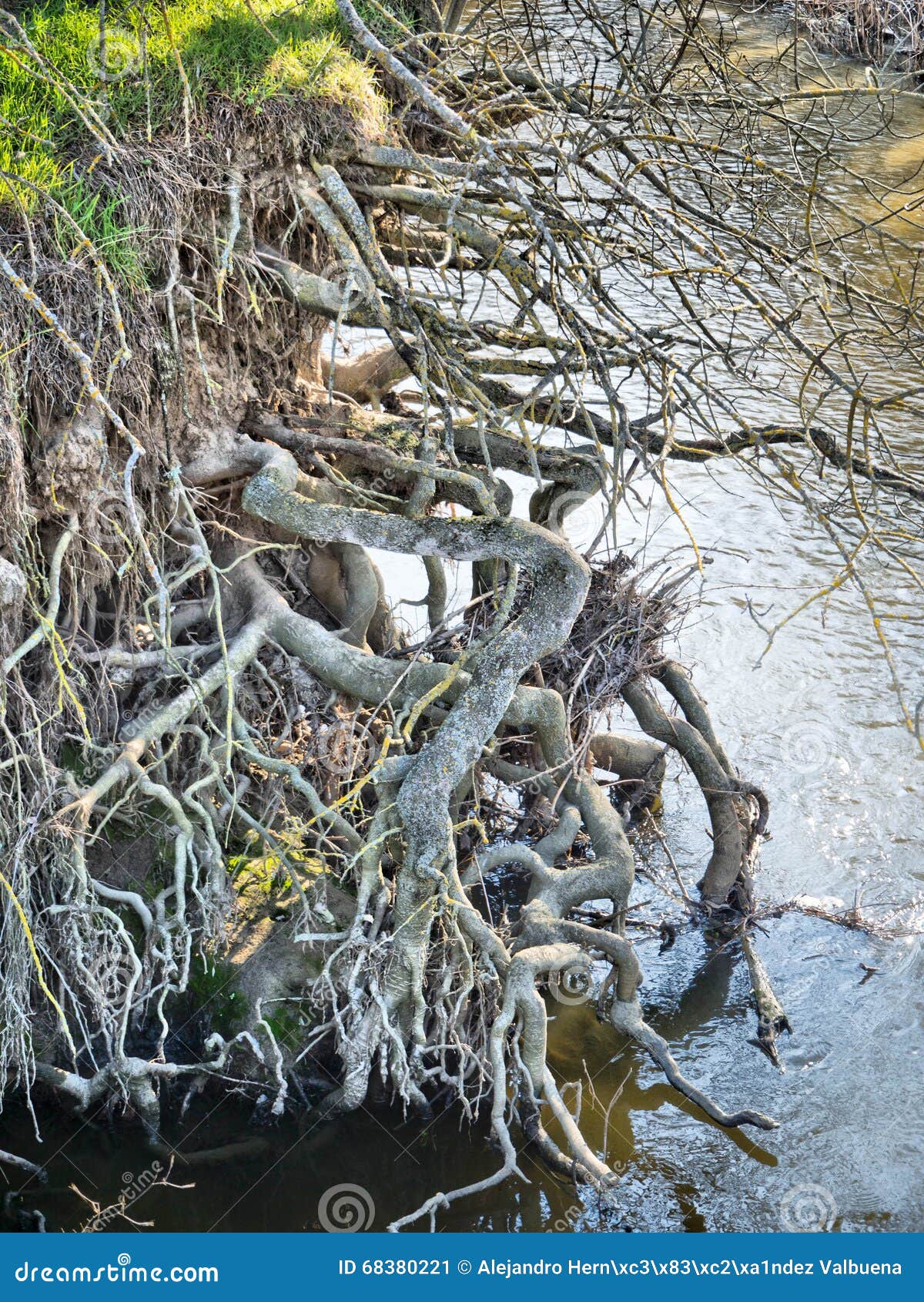 Tree Roots stock image. Image of tree, river, root, outdoor - 68380221