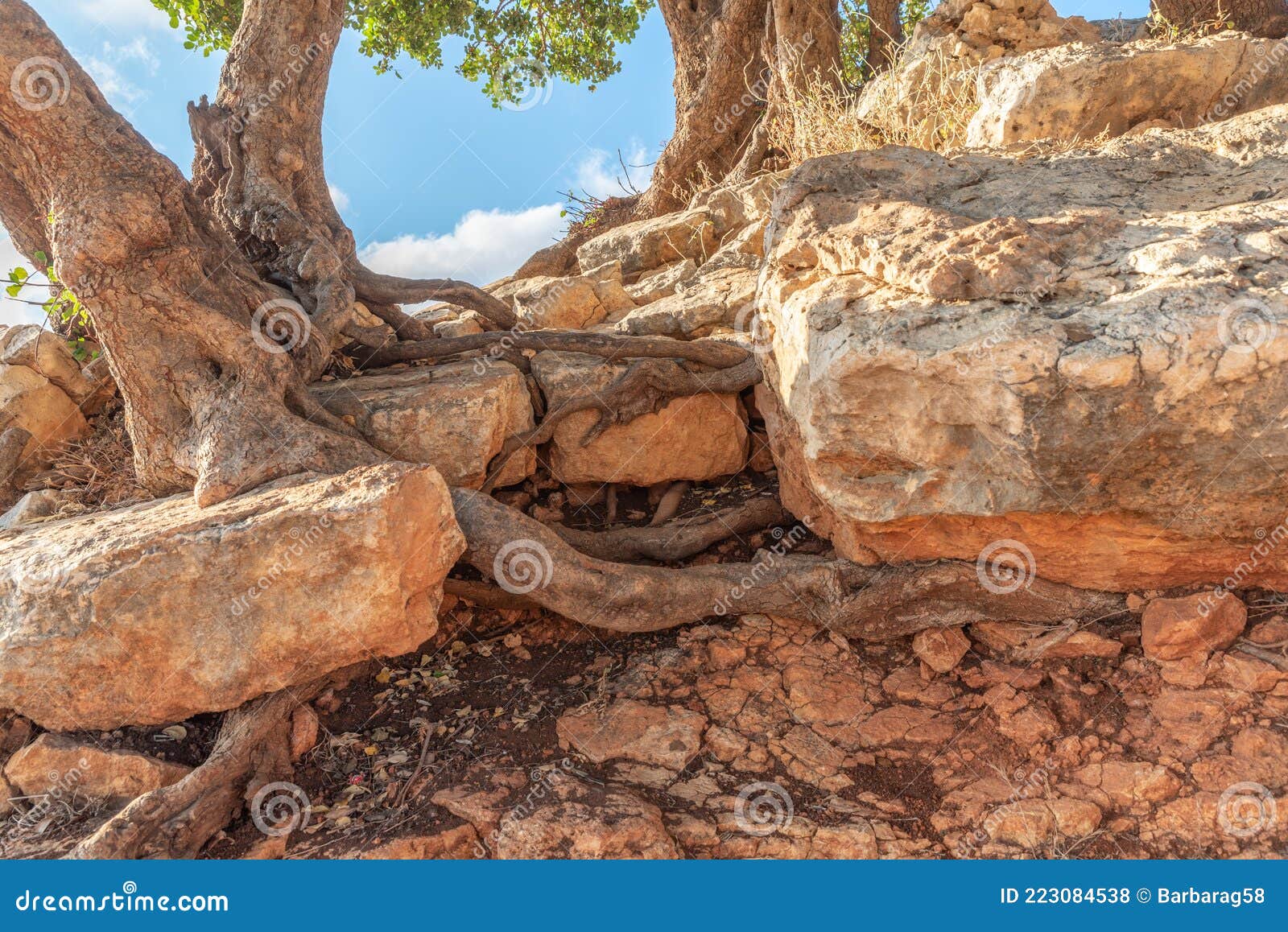 Tree Roots Growing through and into Rocks in the Mountain Stock Photo ...