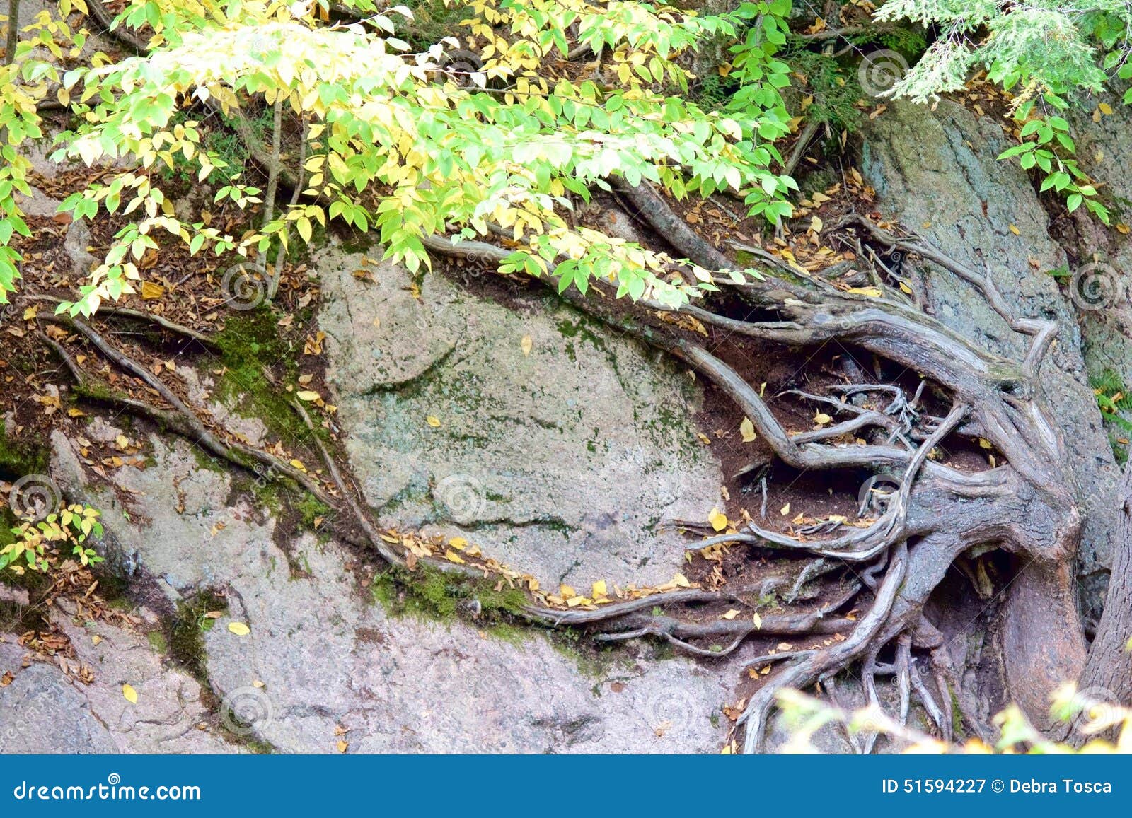 Tree roots stock image. Image of side, rocky, roots, growing - 51594227