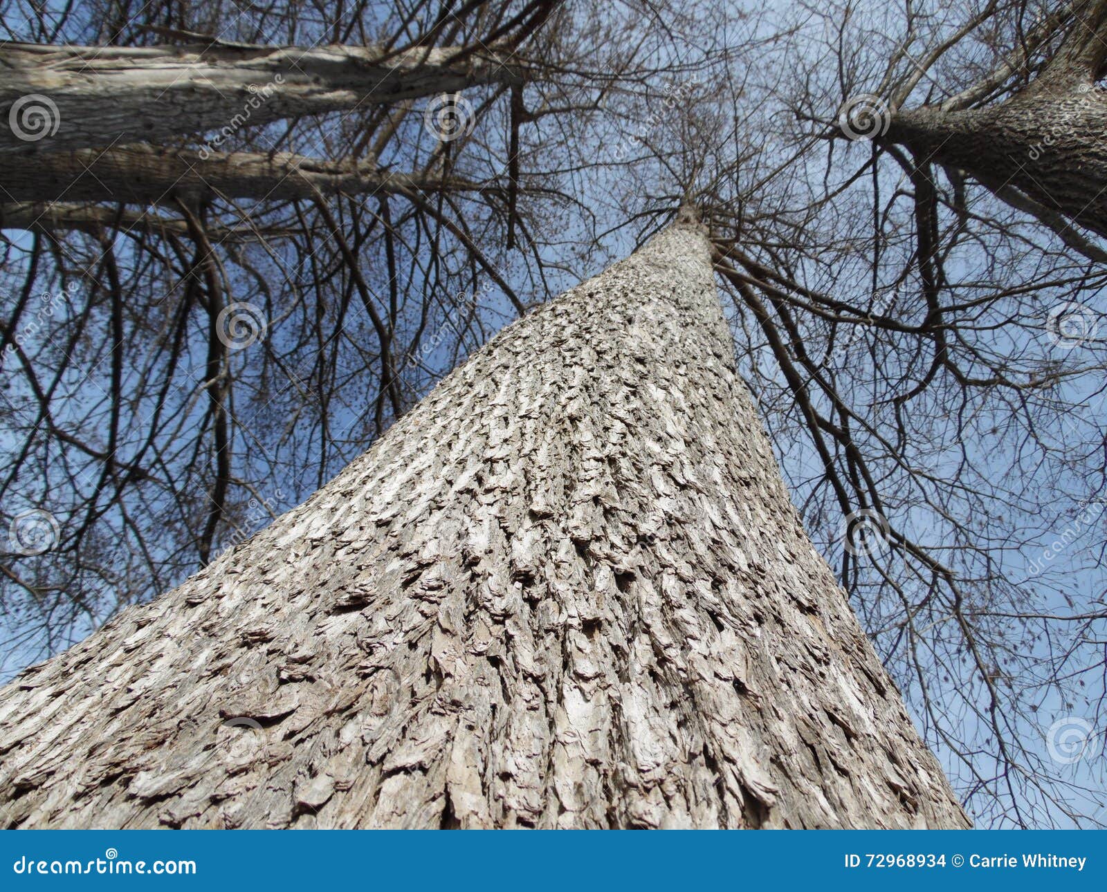 Tree Roots Growing in the Sky. Stock Photo - Image of bottom, trees ...