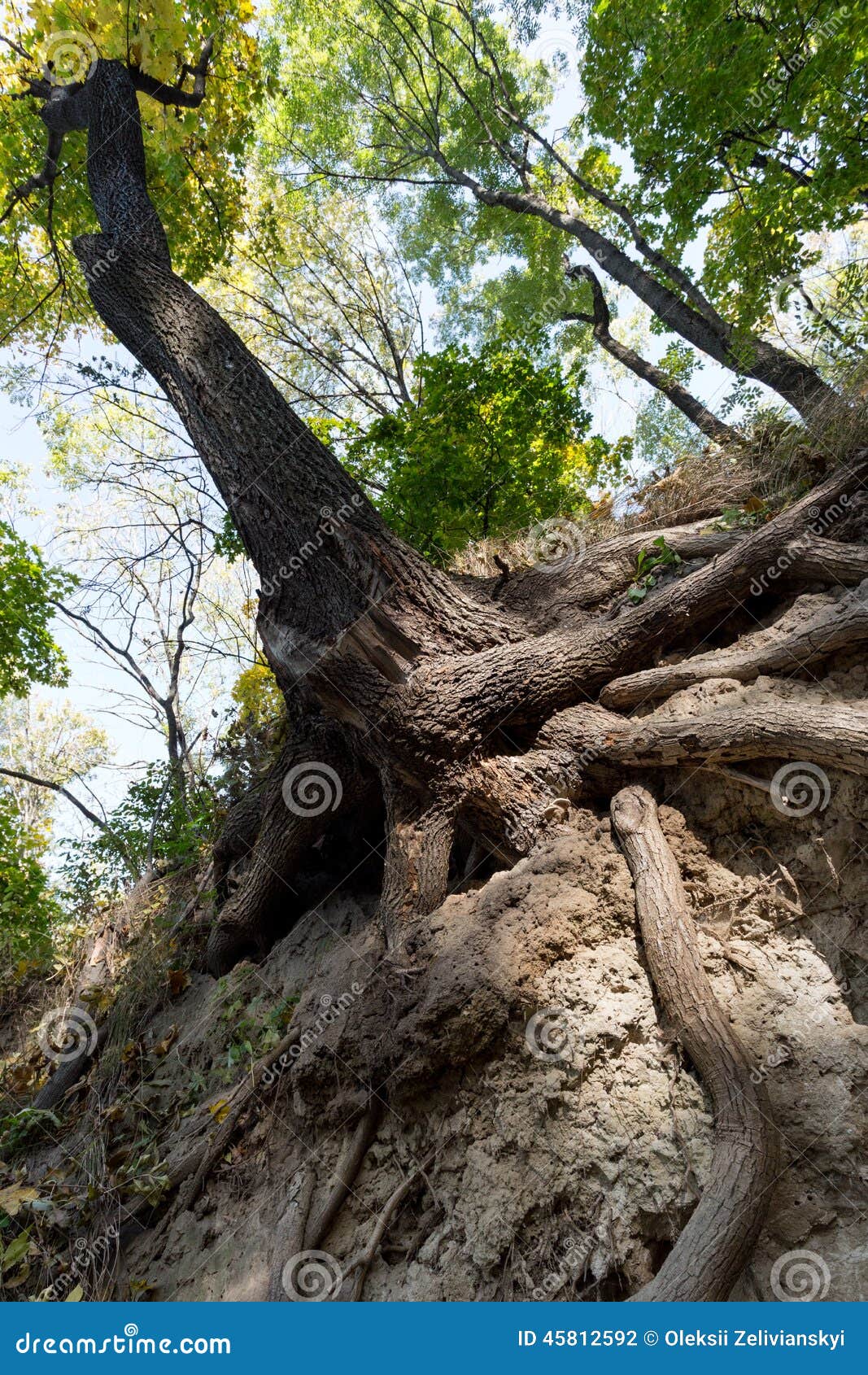 Tree roots stock photo. Image of vertical, root, autumn - 45812592